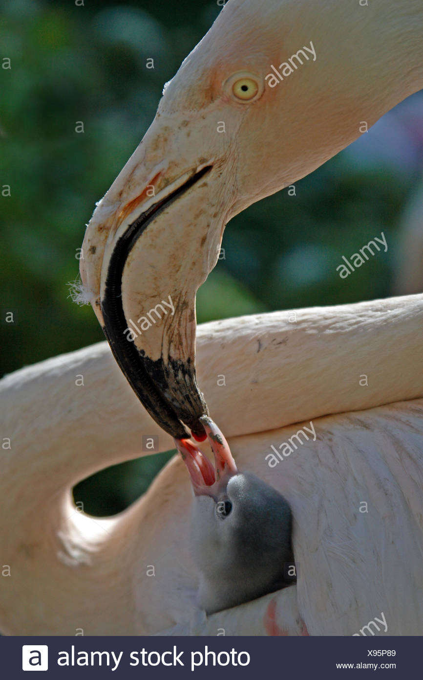 Flamingo Feeding Baby High Resolution Stock Photography and Images - Alamy