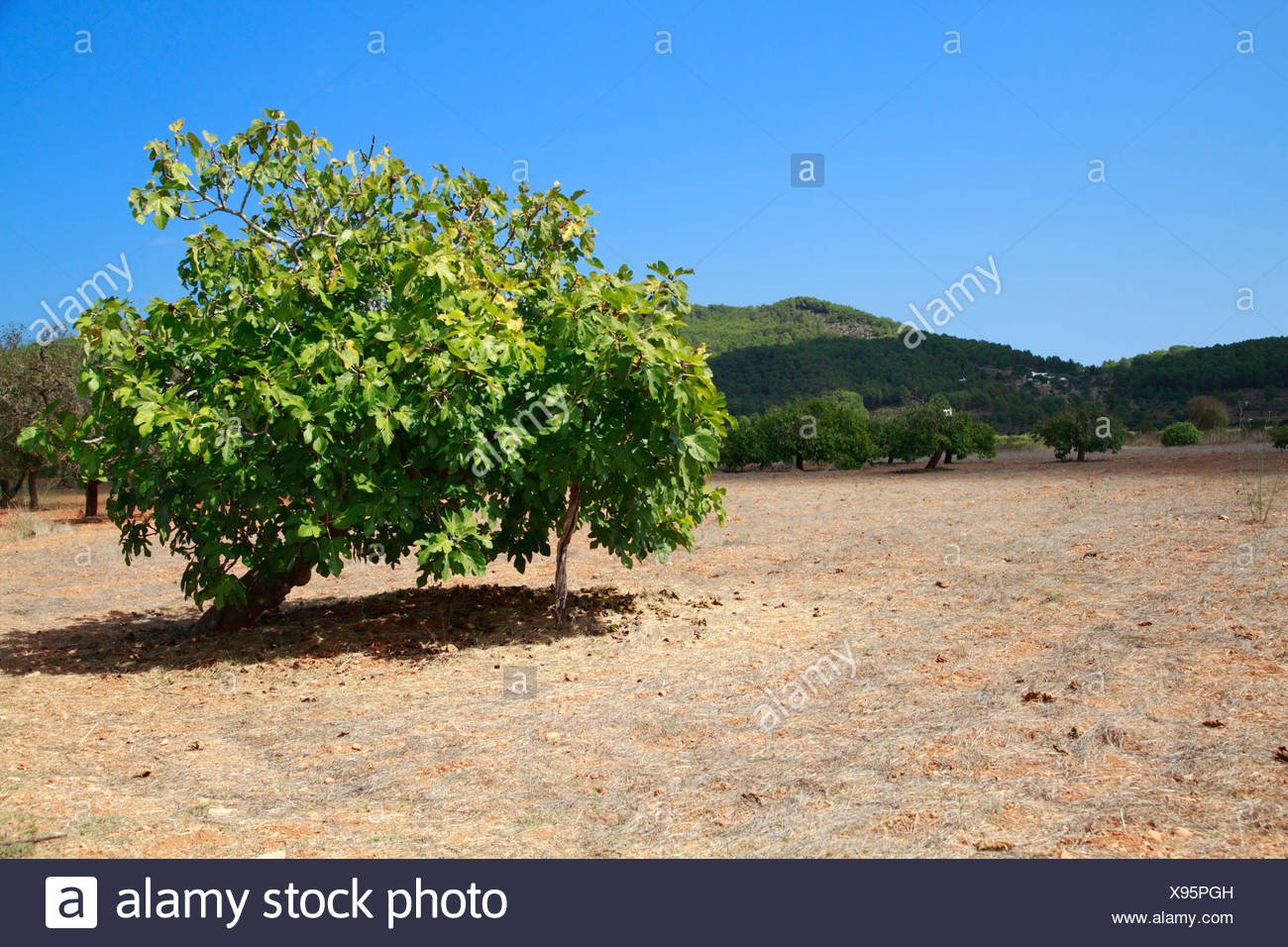 Fig Tree Spain Europe Stock Photos & Fig Tree Spain Europe Stock Images ...