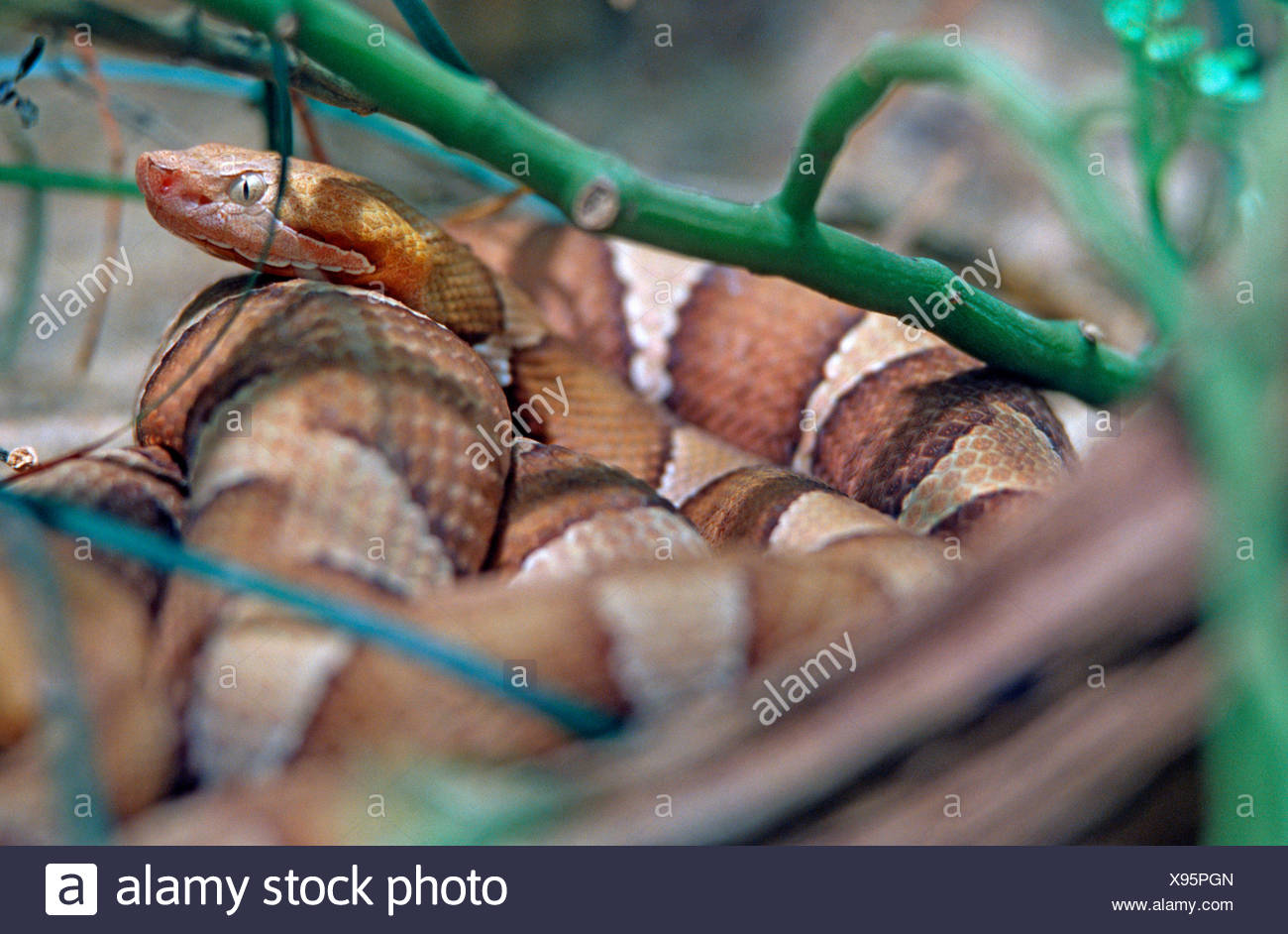 Copperhead Agkistrodon Contortrix Pictigaster High Resolution Stock ...
