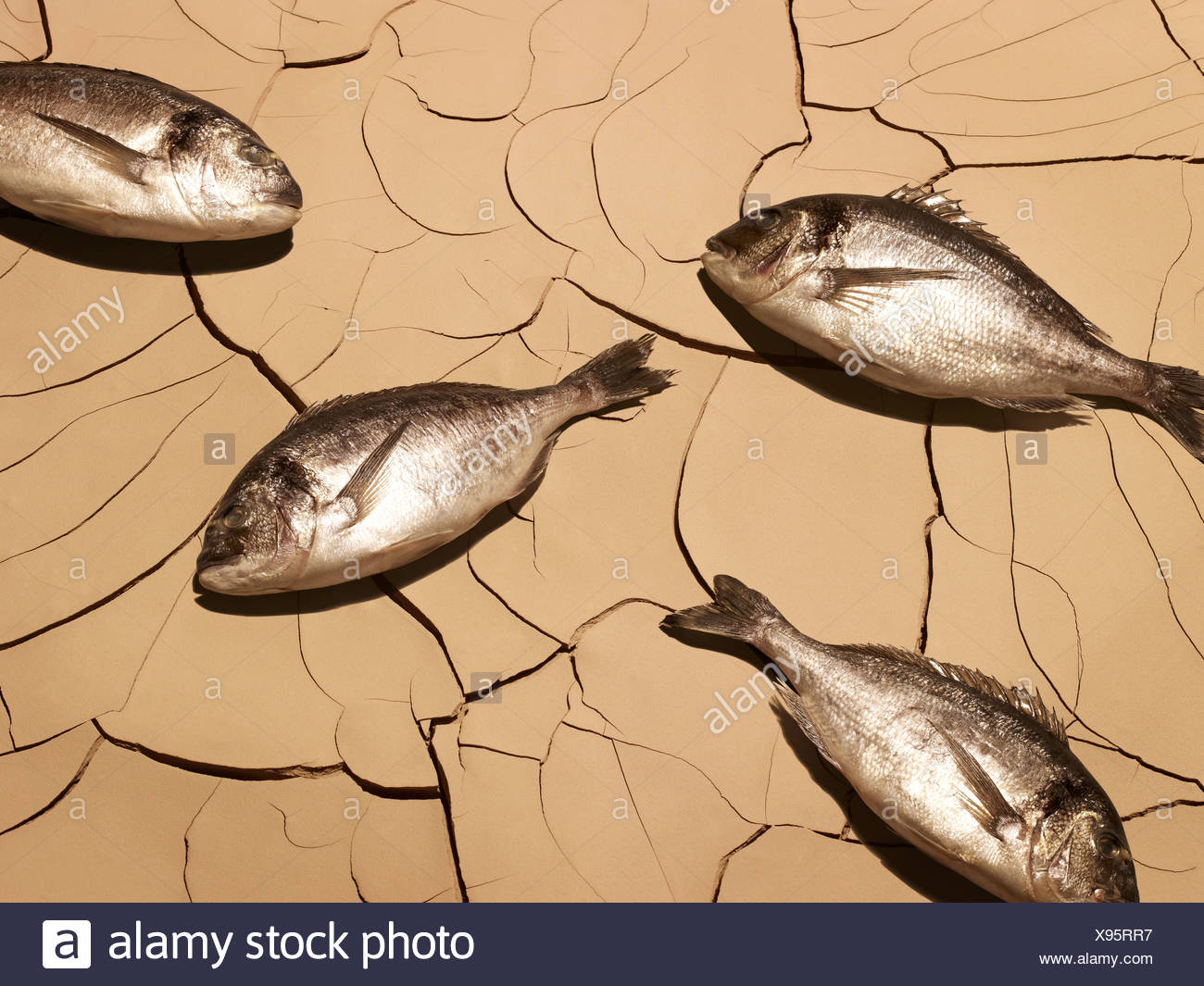 Dead Fish Stock Photos & Dead Fish Stock Images - Alamy