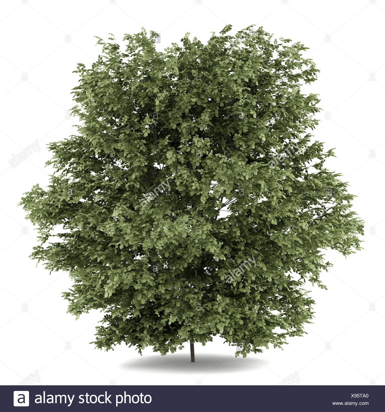 Which Hazel High Resolution Stock Photography and Images - Alamy