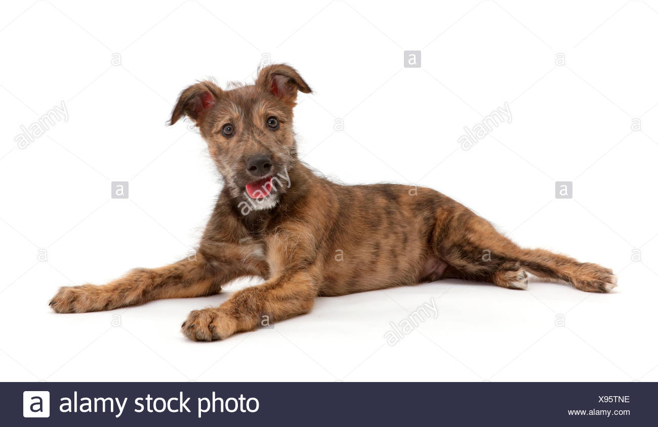 Lurcher Puppy High Resolution Stock Photography and Images - Alamy
