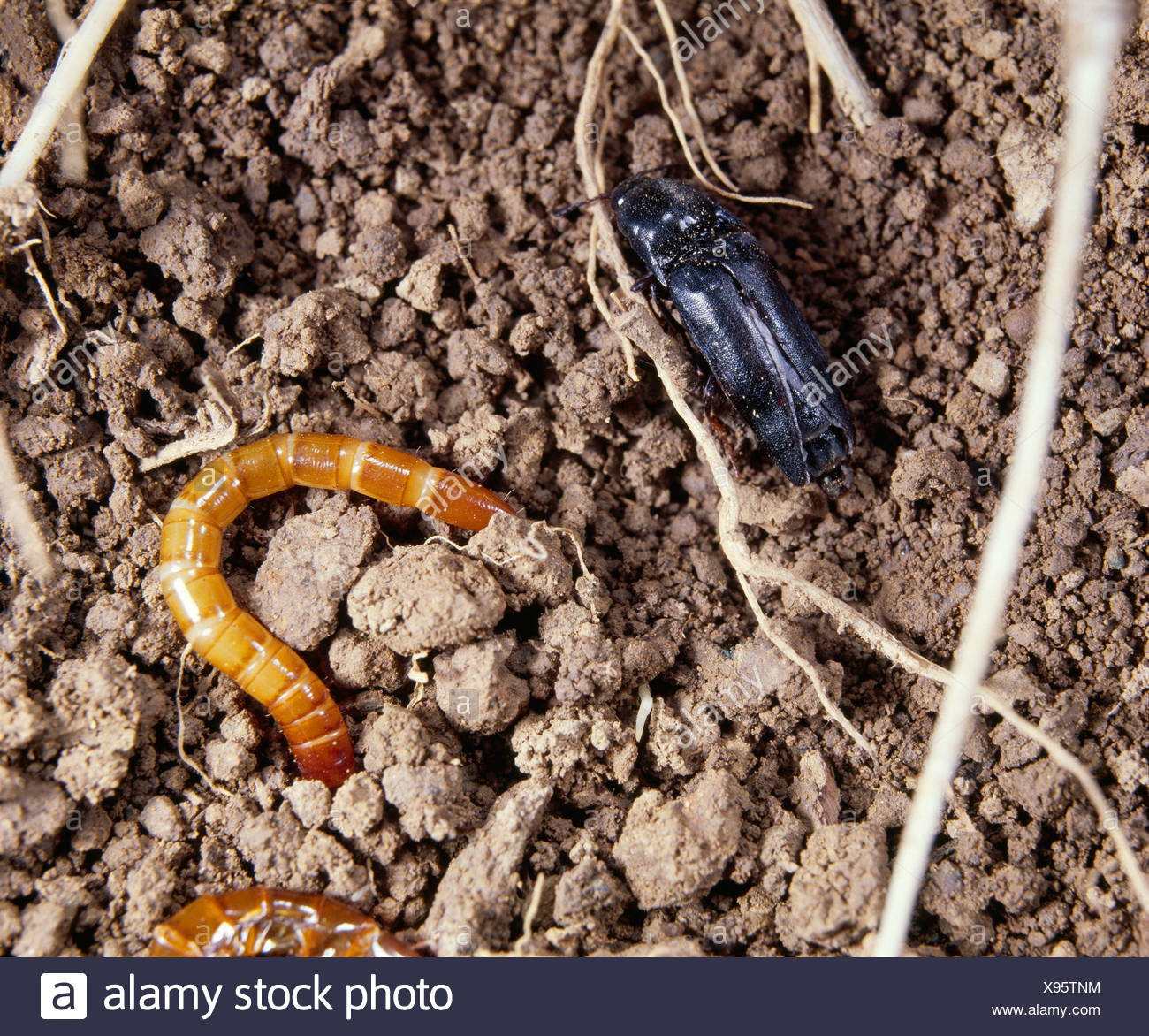 Eat Harmful Insects High Resolution Stock Photography and Images - Alamy