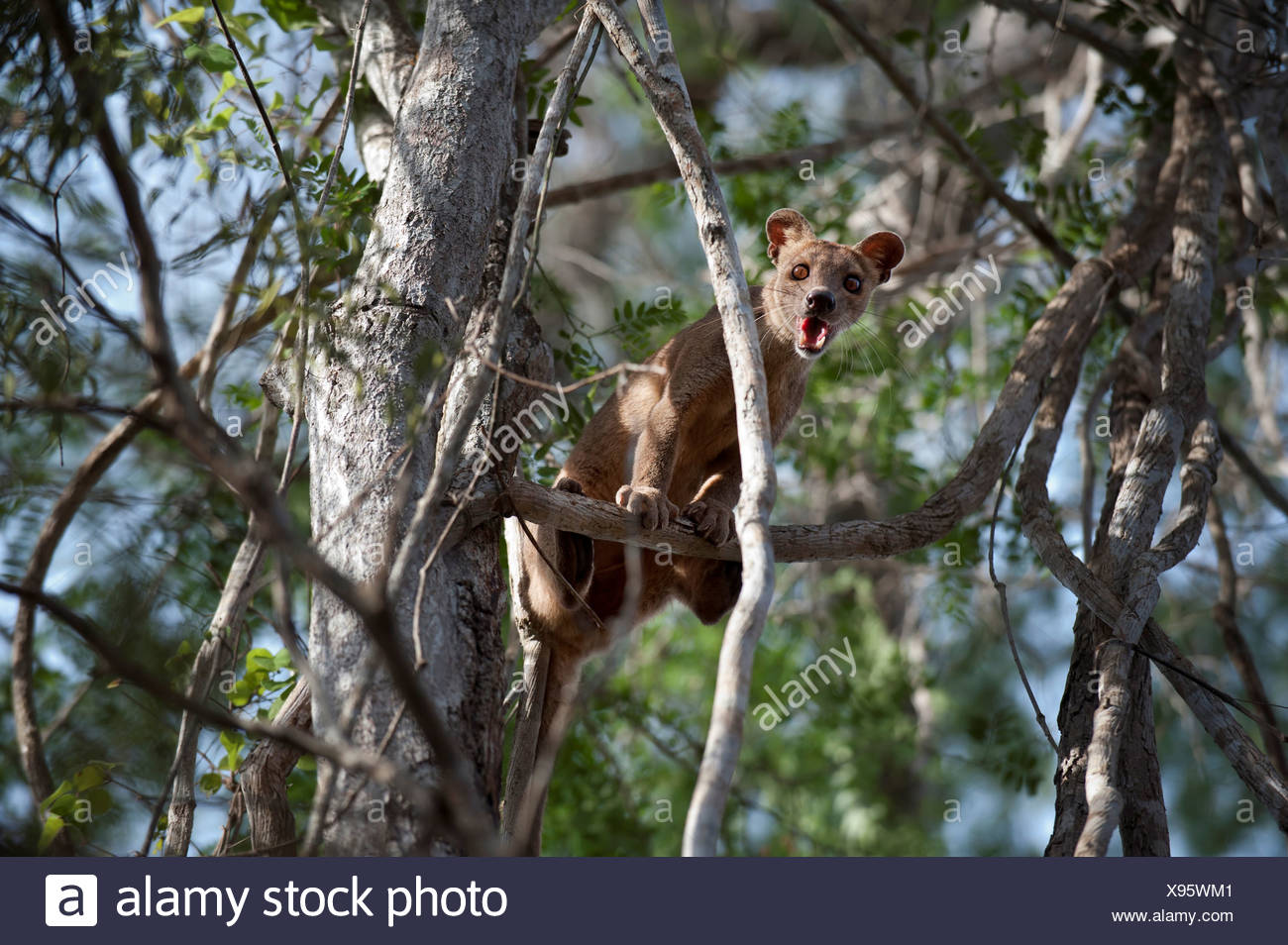 Fossa Tree High Resolution Stock Photography and Images - Alamy