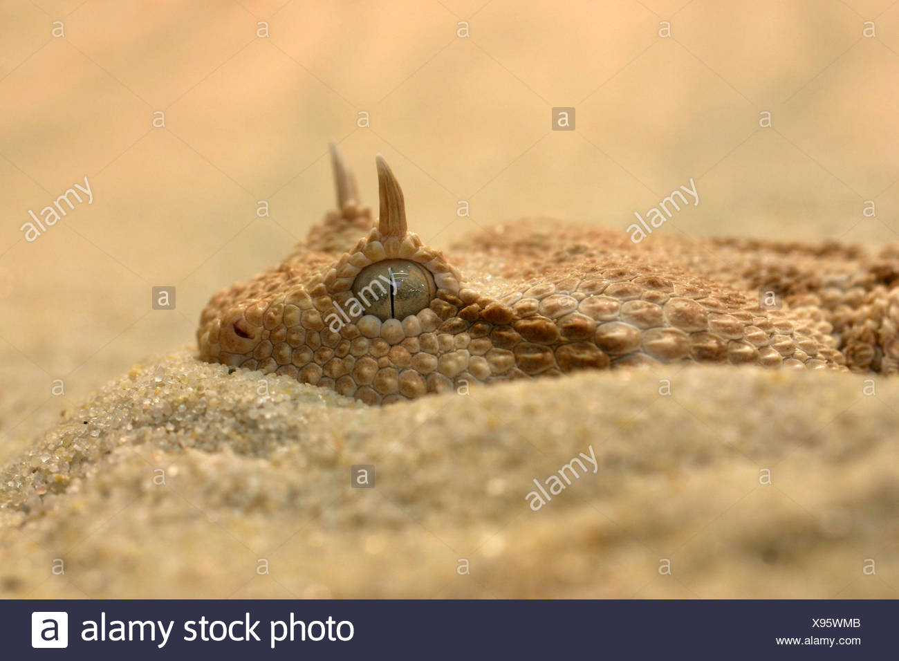 Hornviper High Resolution Stock Photography and Images - Alamy