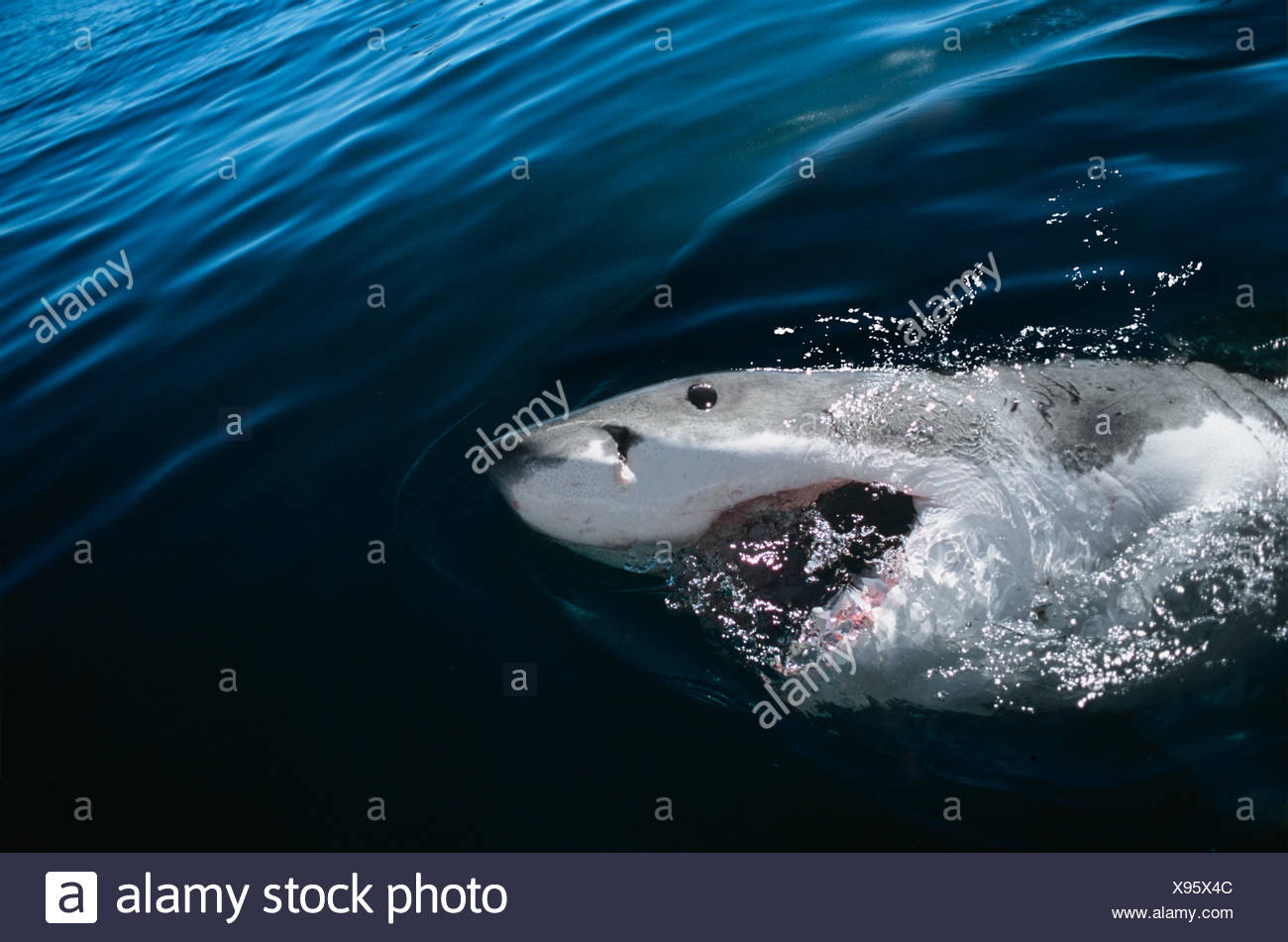 Carcharodon Carcharias Stock Photos & Carcharodon Carcharias Stock ...