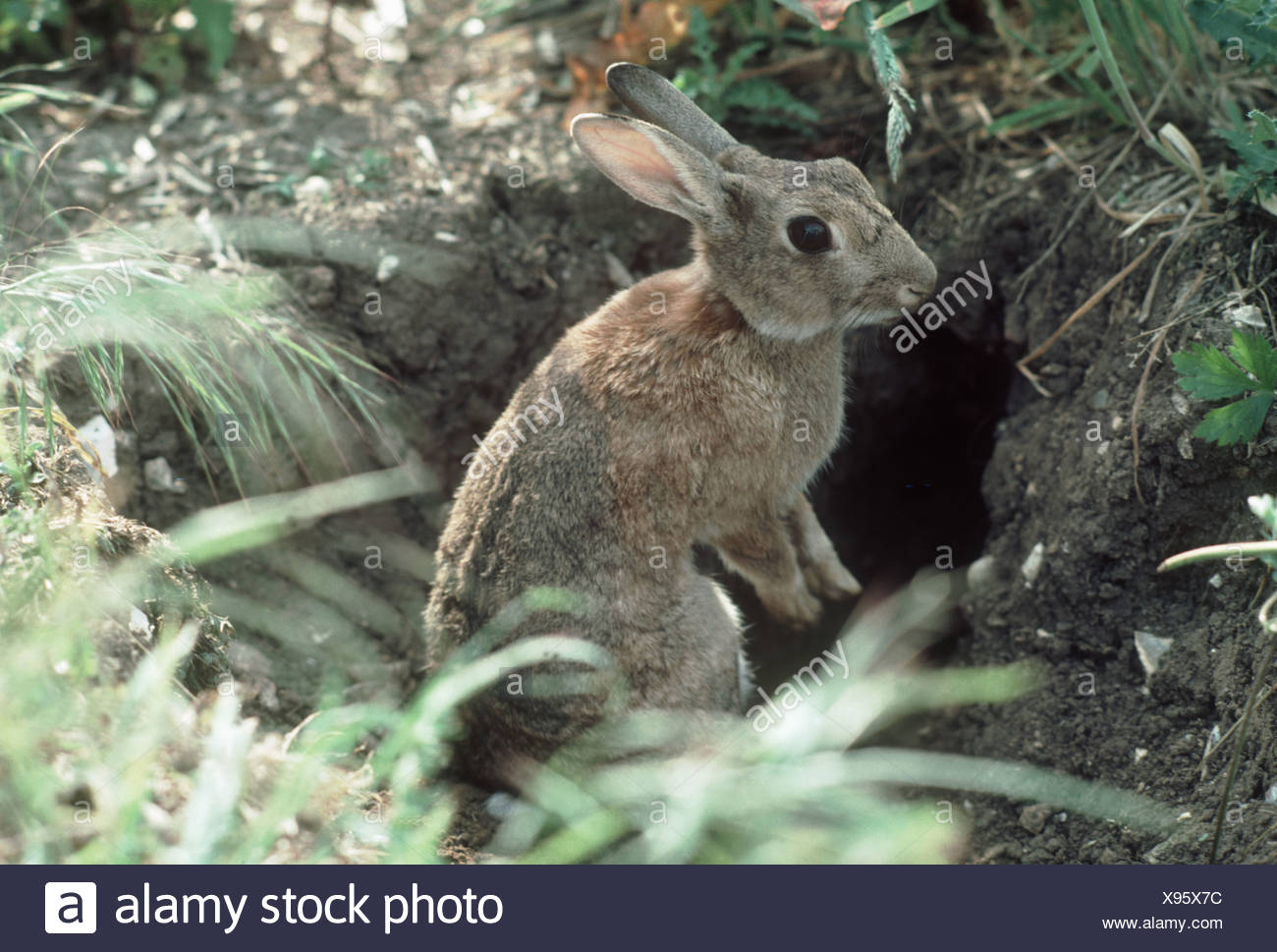 Rabbit Crop High Resolution Stock Photography and Images - Alamy