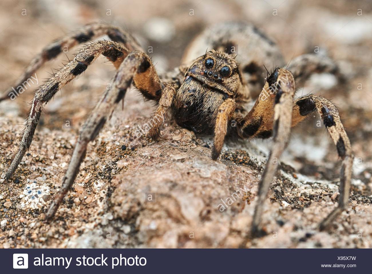 Lycosa Tarantula High Resolution Stock Photography and Images - Alamy