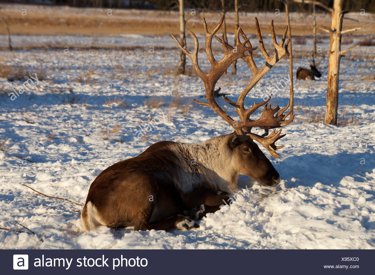 Bull Reindeer Stock Photos & Bull Reindeer Stock Images - Alamy