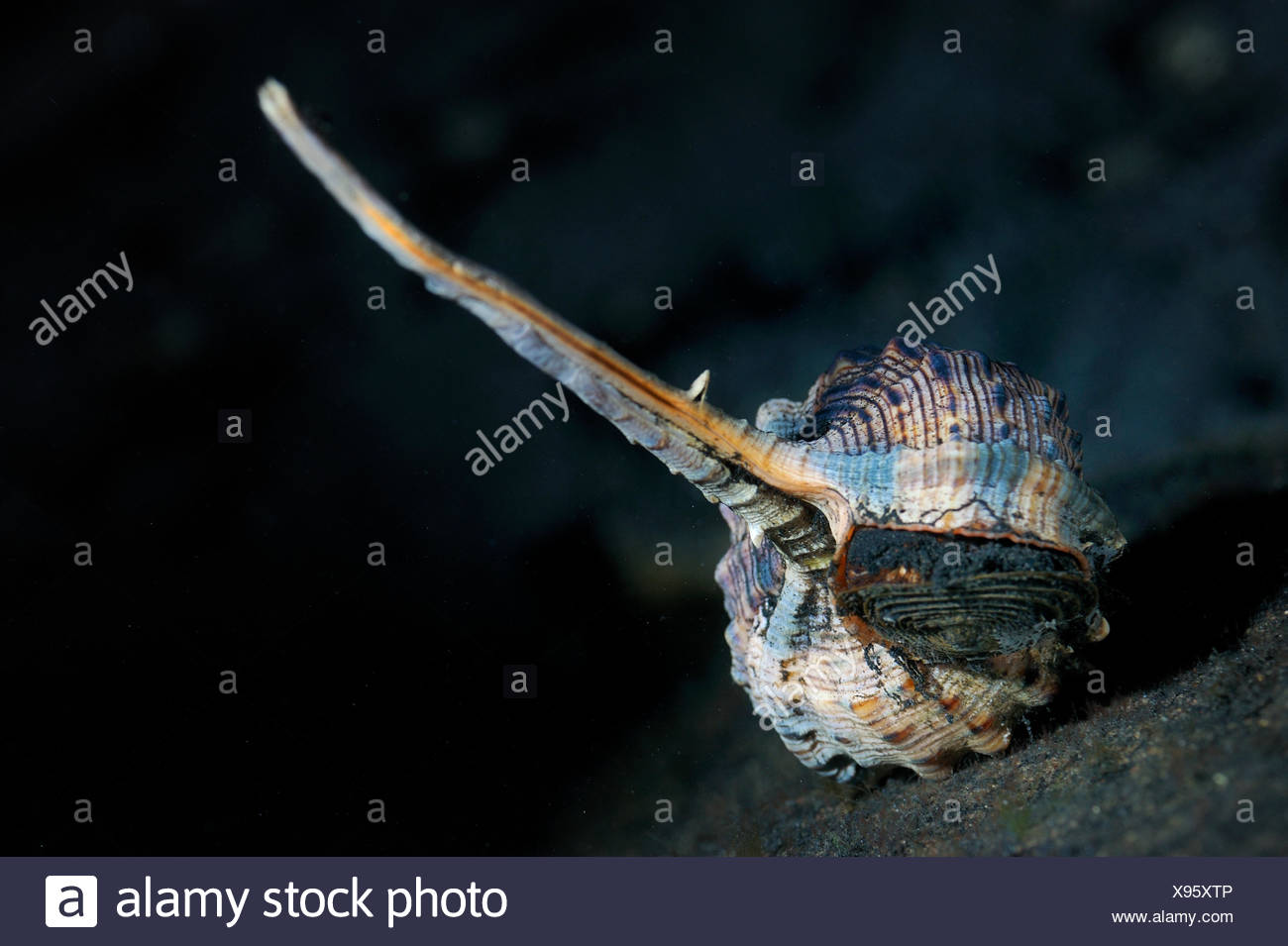Murex Snails High Resolution Stock Photography and Images - Alamy