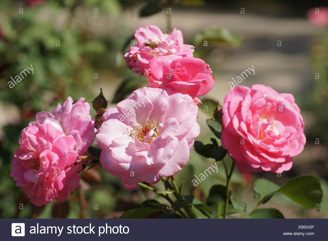 Eliza Rose High Resolution Stock Photography and Images - Alamy