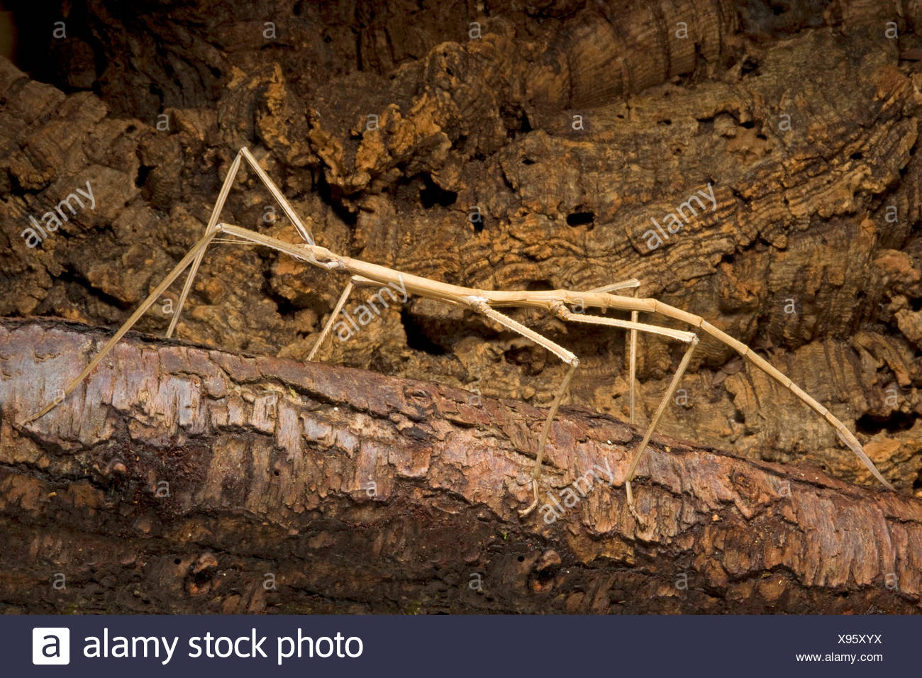 Giant Stick Insect Phobaeticus Magnus Stock Photos & Giant Stick Insect ...