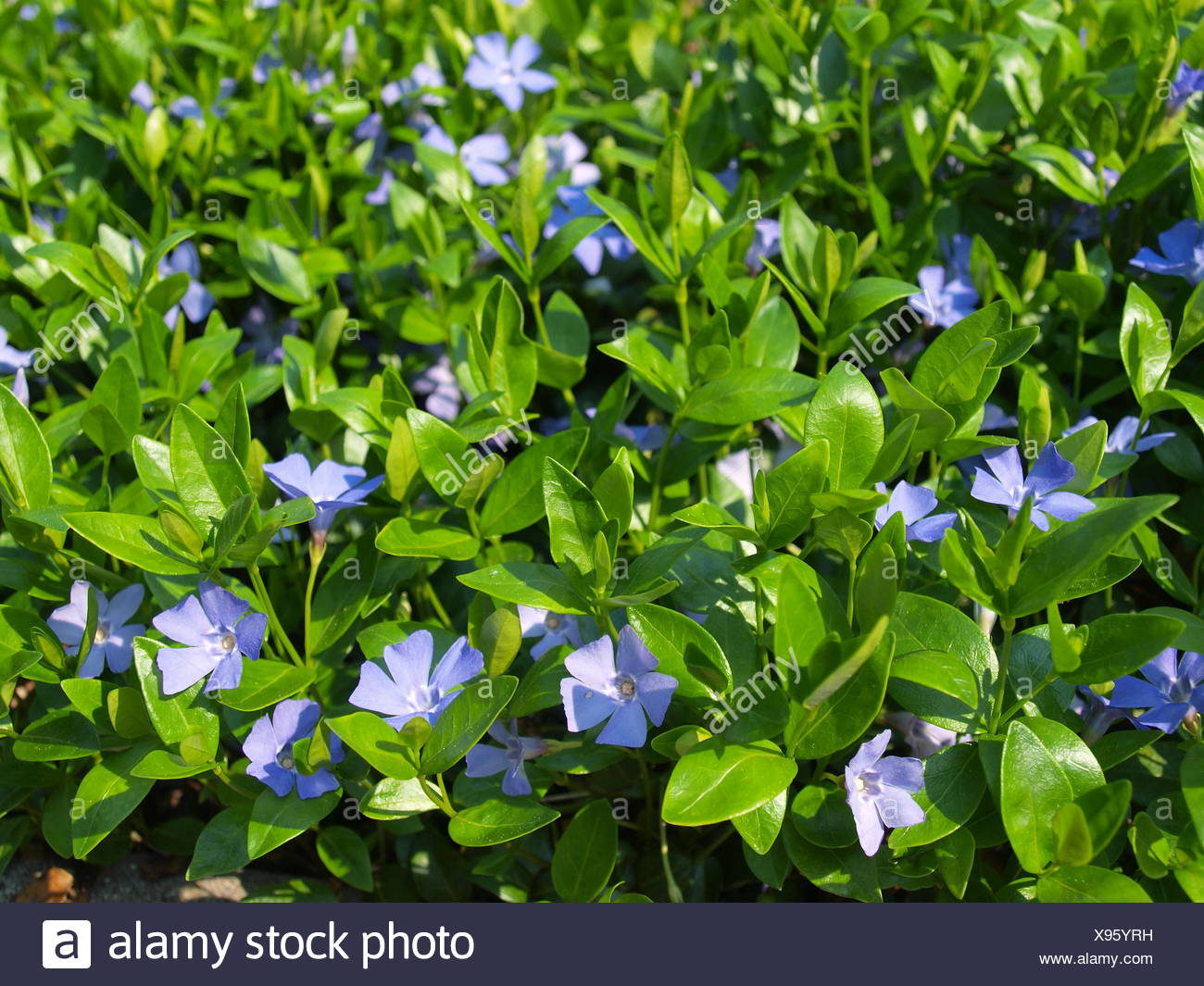 Vinca Plants High Resolution Stock Photography and Images - Alamy