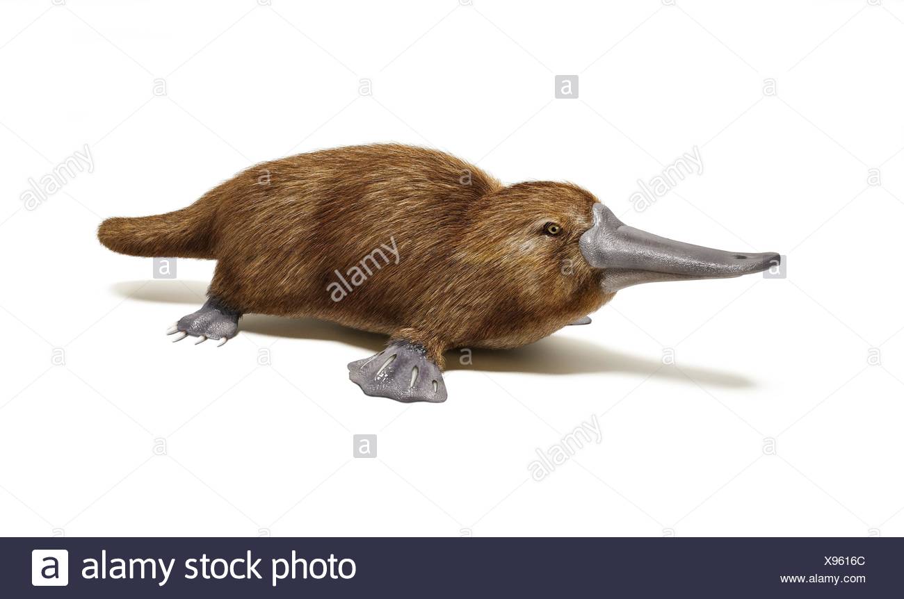 Duckbill Platypus Stock Photos & Duckbill Platypus Stock Images - Alamy