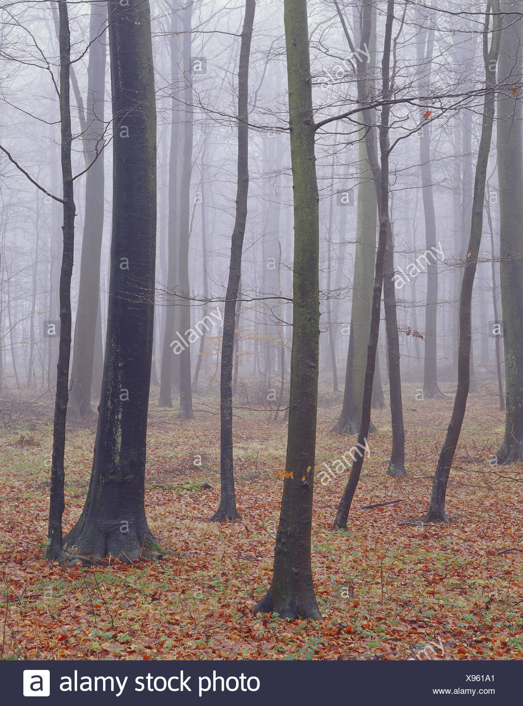 Deciduous Forest Floor High Resolution Stock Photography and Images - Alamy