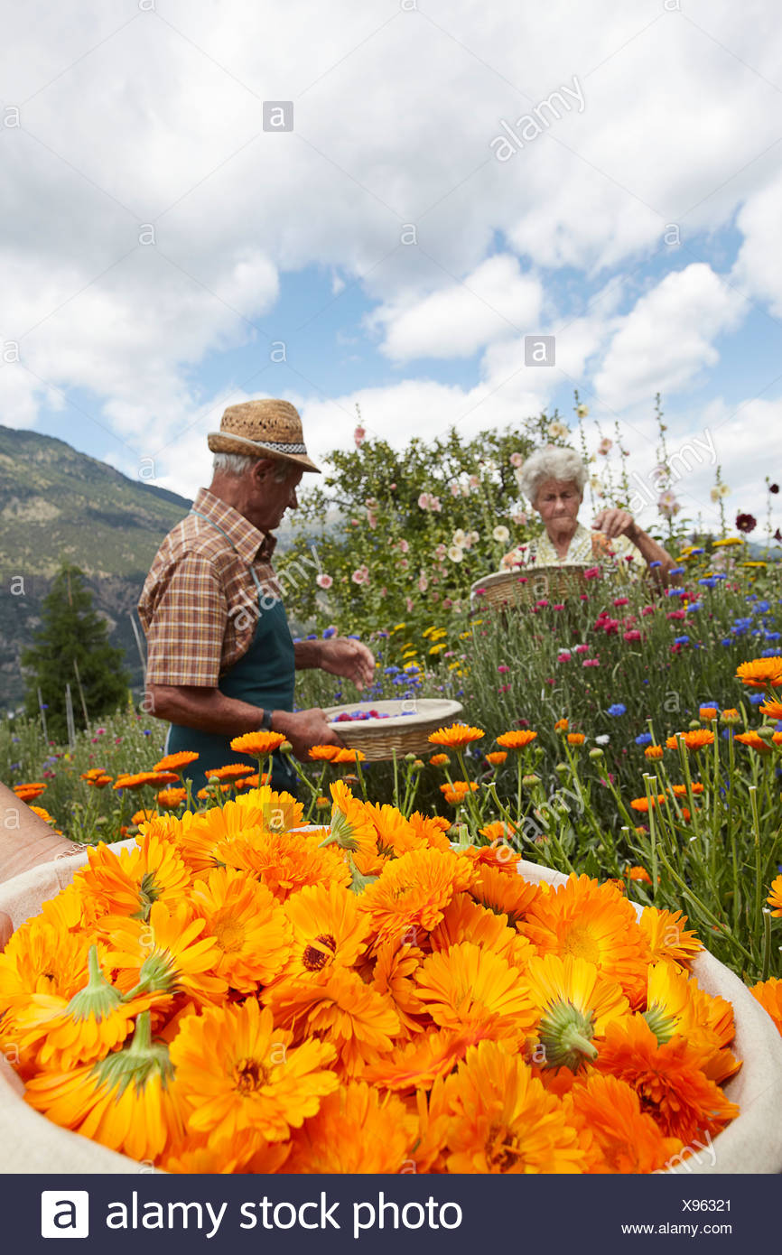 U Picking Stock Photos & U Picking Stock Images - Alamy