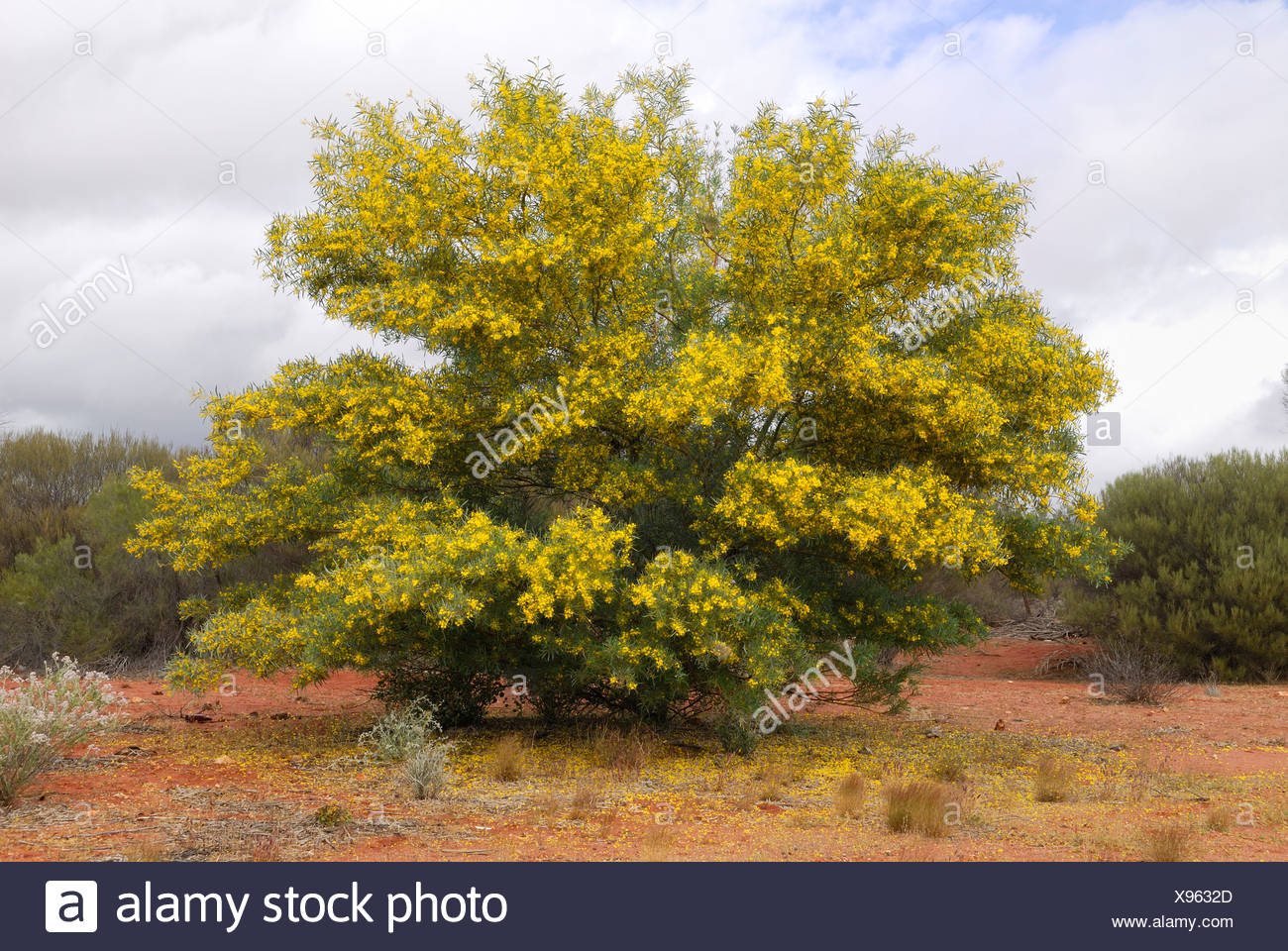 Wattle Tree Stock Photos & Wattle Tree Stock Images - Alamy