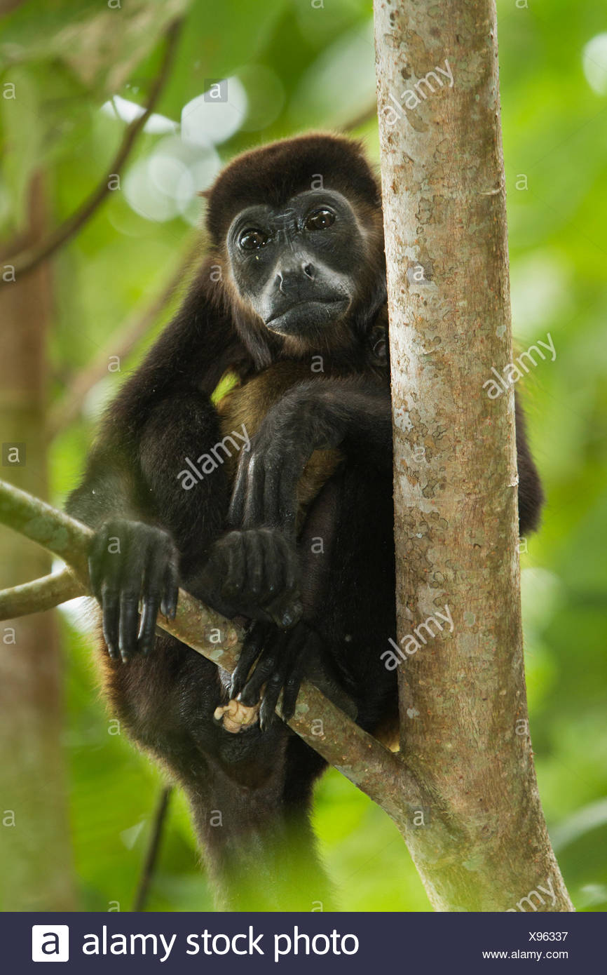 Alouatta Palliata High Resolution Stock Photography and Images - Alamy