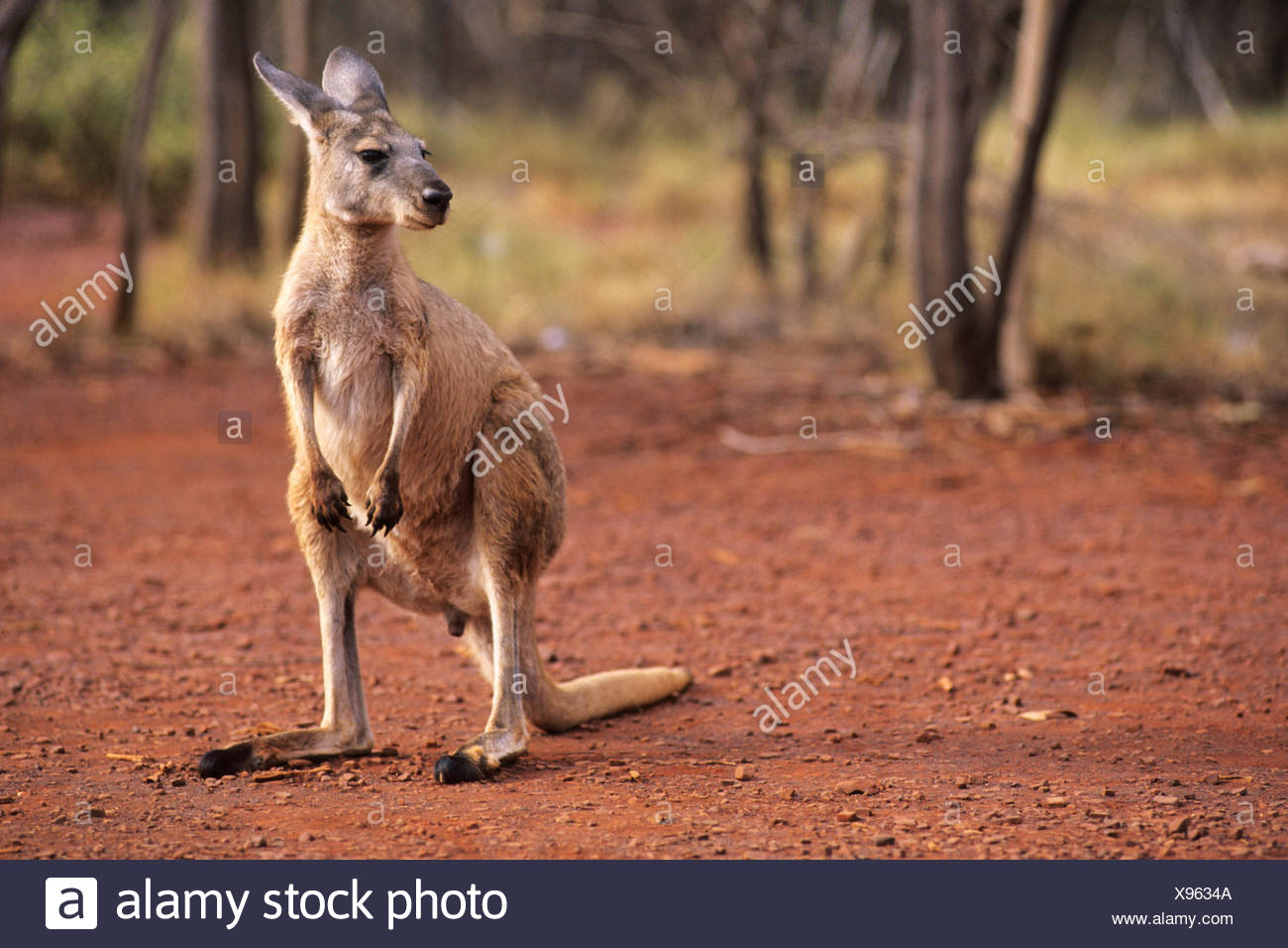 Red Giant Kangaroos High Resolution Stock Photography and Images - Alamy