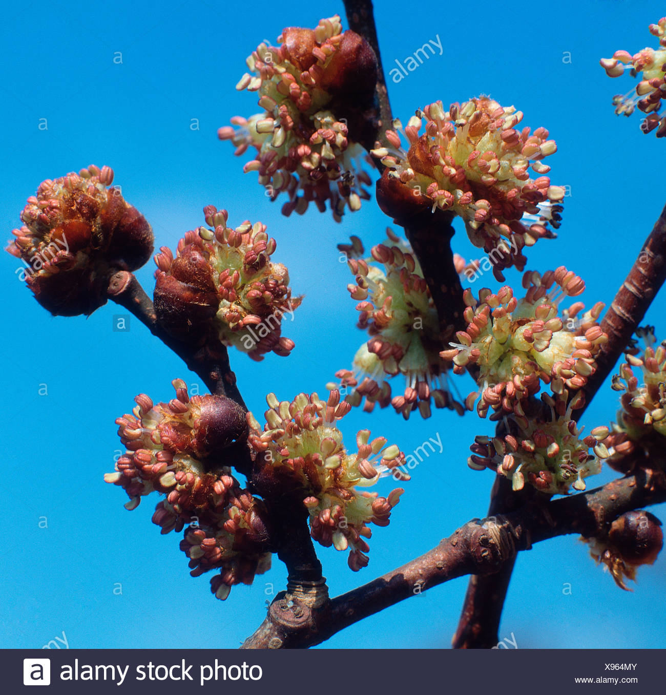 Elm Blossoms High Resolution Stock Photography and Images - Alamy