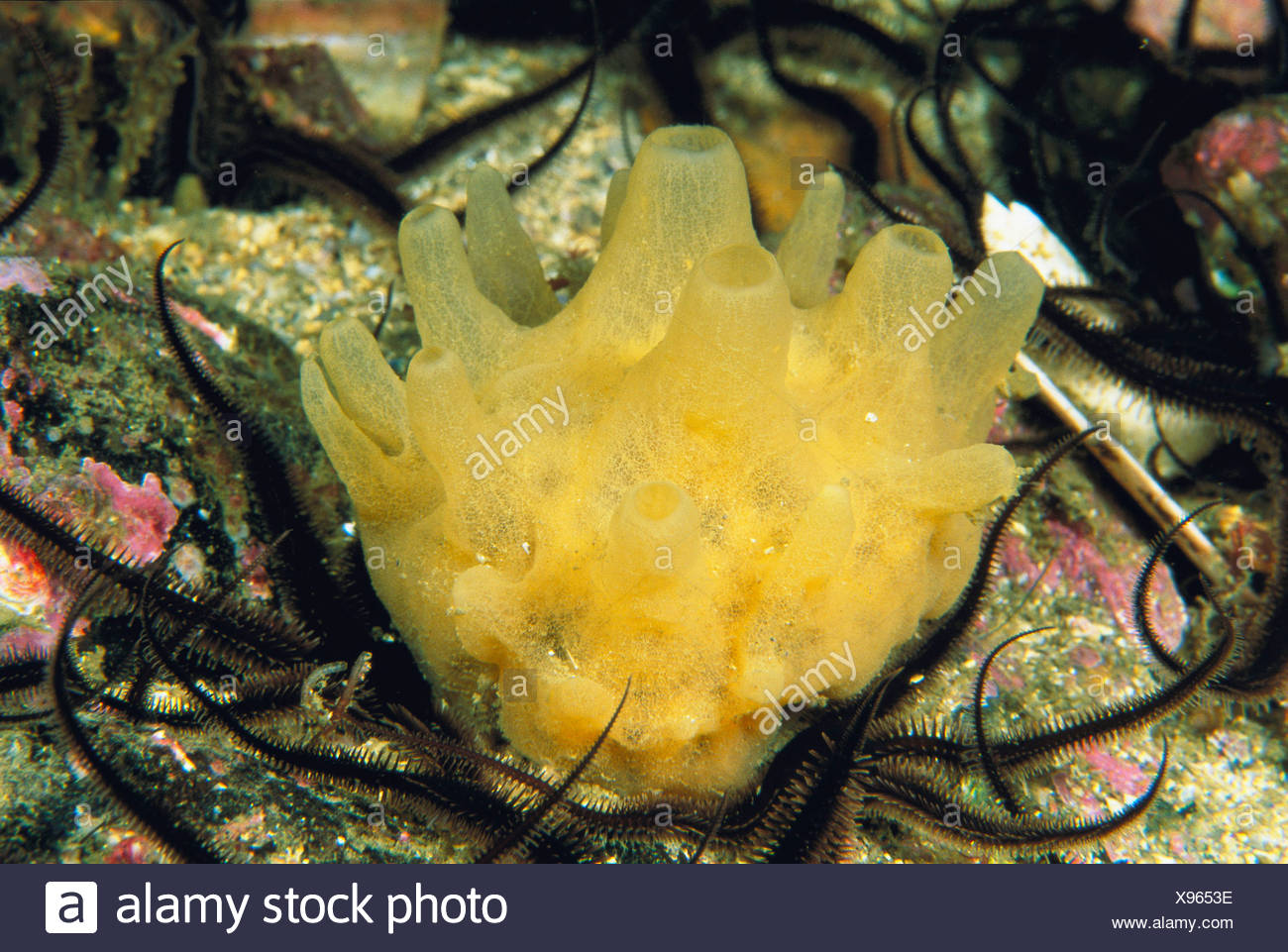 Polymastia High Resolution Stock Photography and Images - Alamy