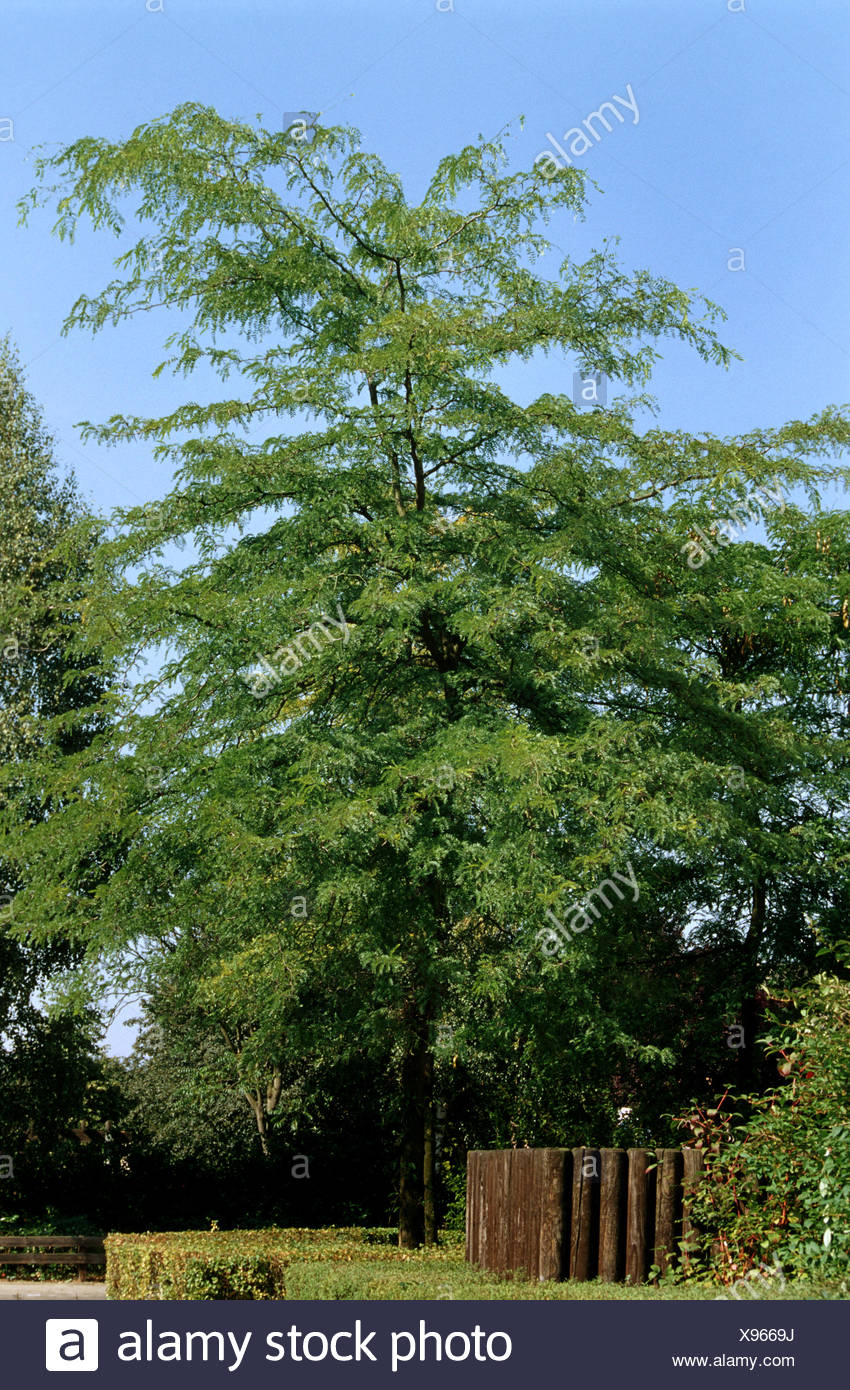 Honey Locust Tree High Resolution Stock Photography and Images - Alamy