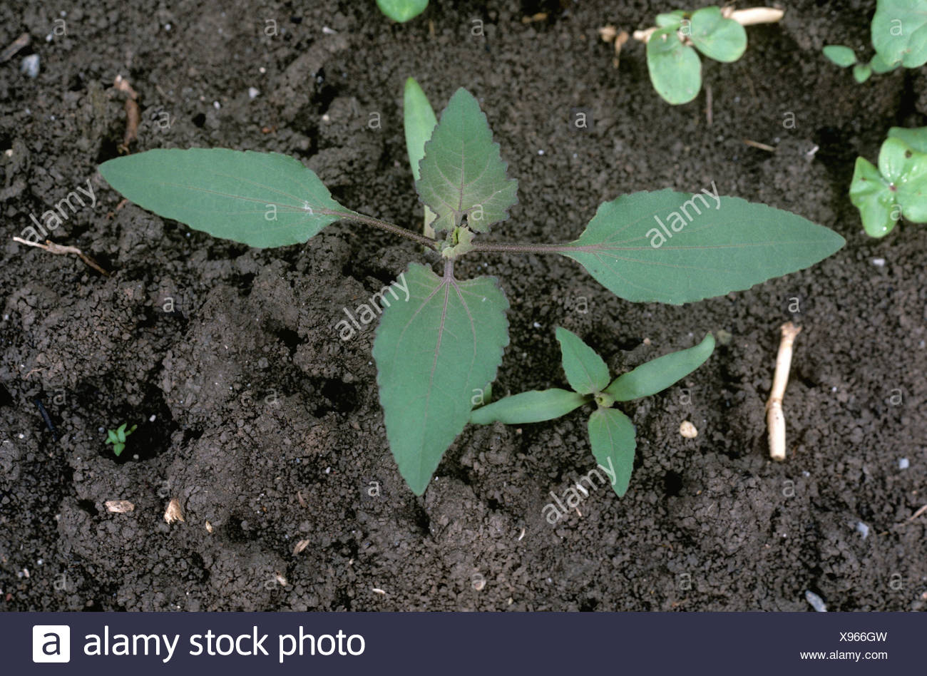 Cotton Weed Stock Photos & Cotton Weed Stock Images - Alamy