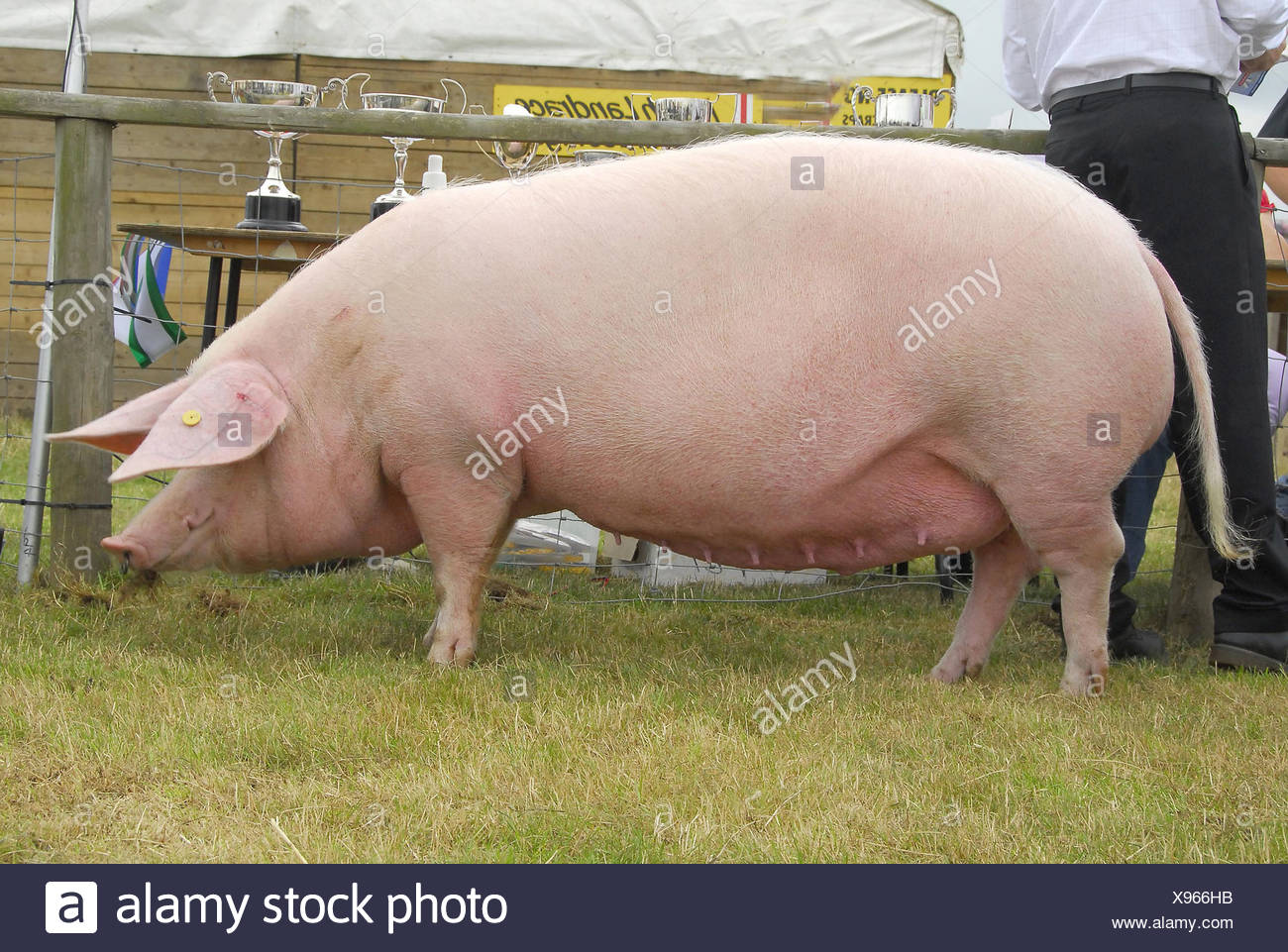 British Lop High Resolution Stock Photography and Images - Alamy