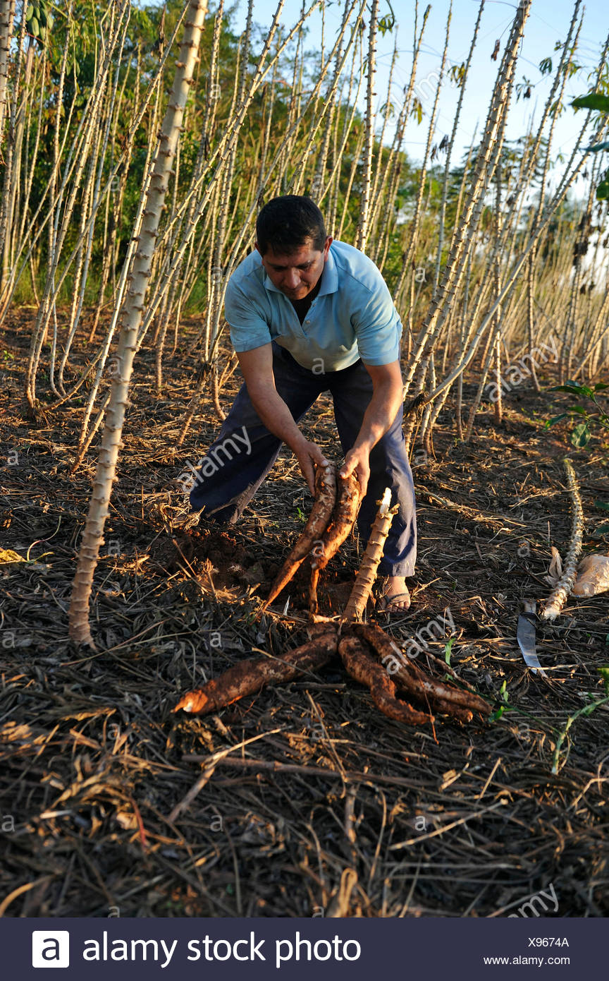 Manioc Roots High Resolution Stock Photography and Images - Alamy