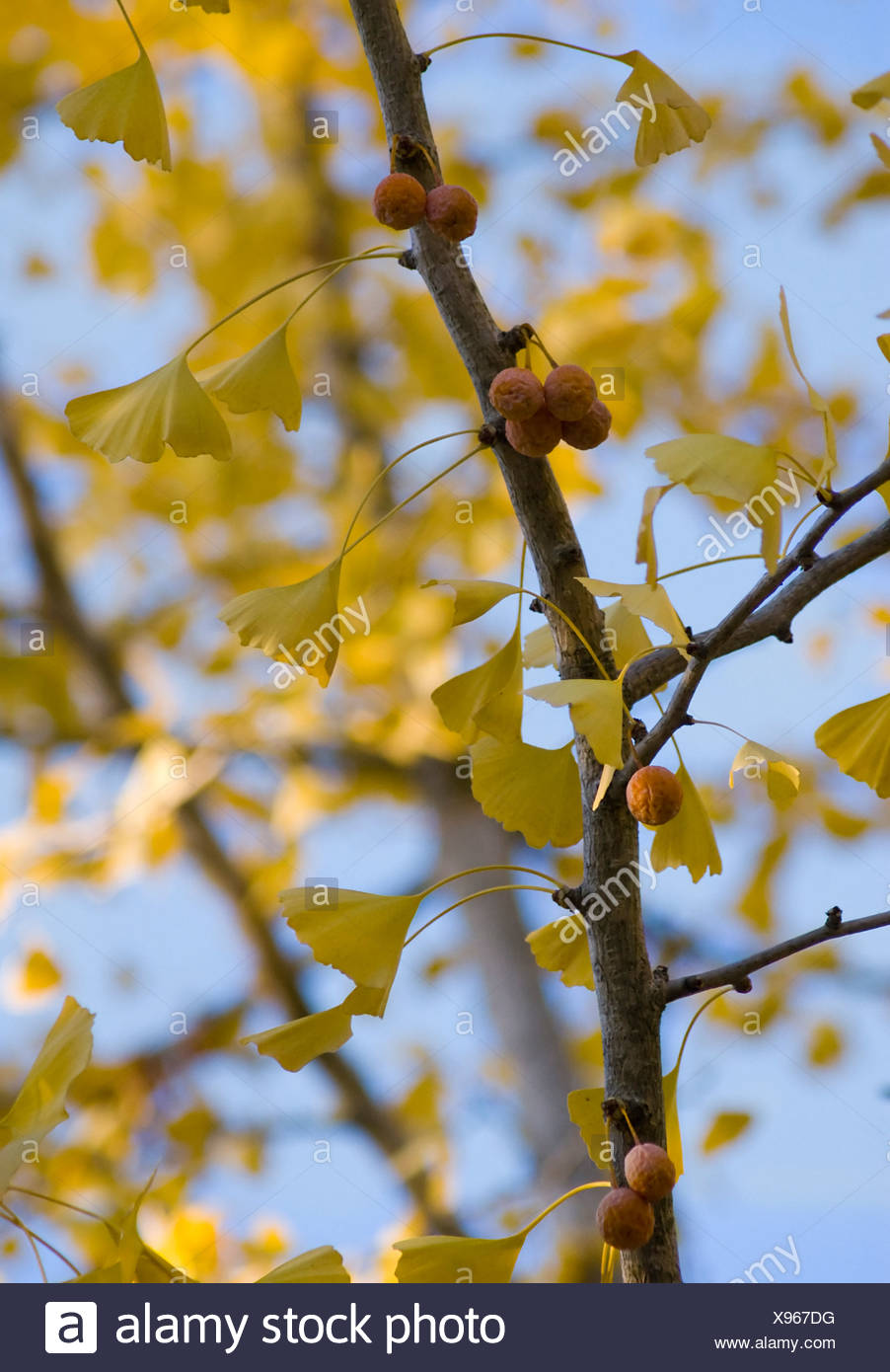 Gingko Leaves Stock Photos & Gingko Leaves Stock Images - Alamy