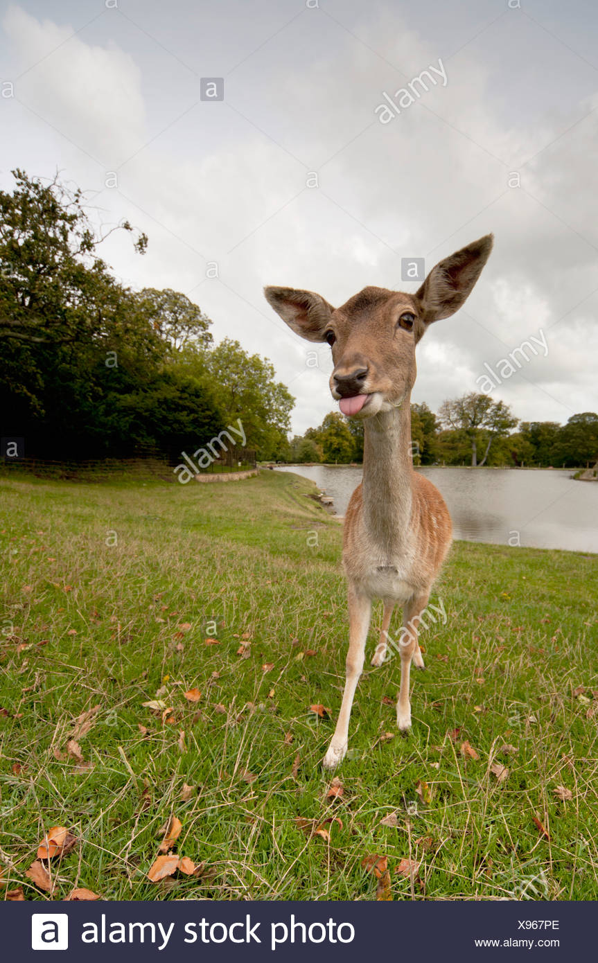 Deer Sticking Tongue Out High Resolution Stock Photography and Images ...