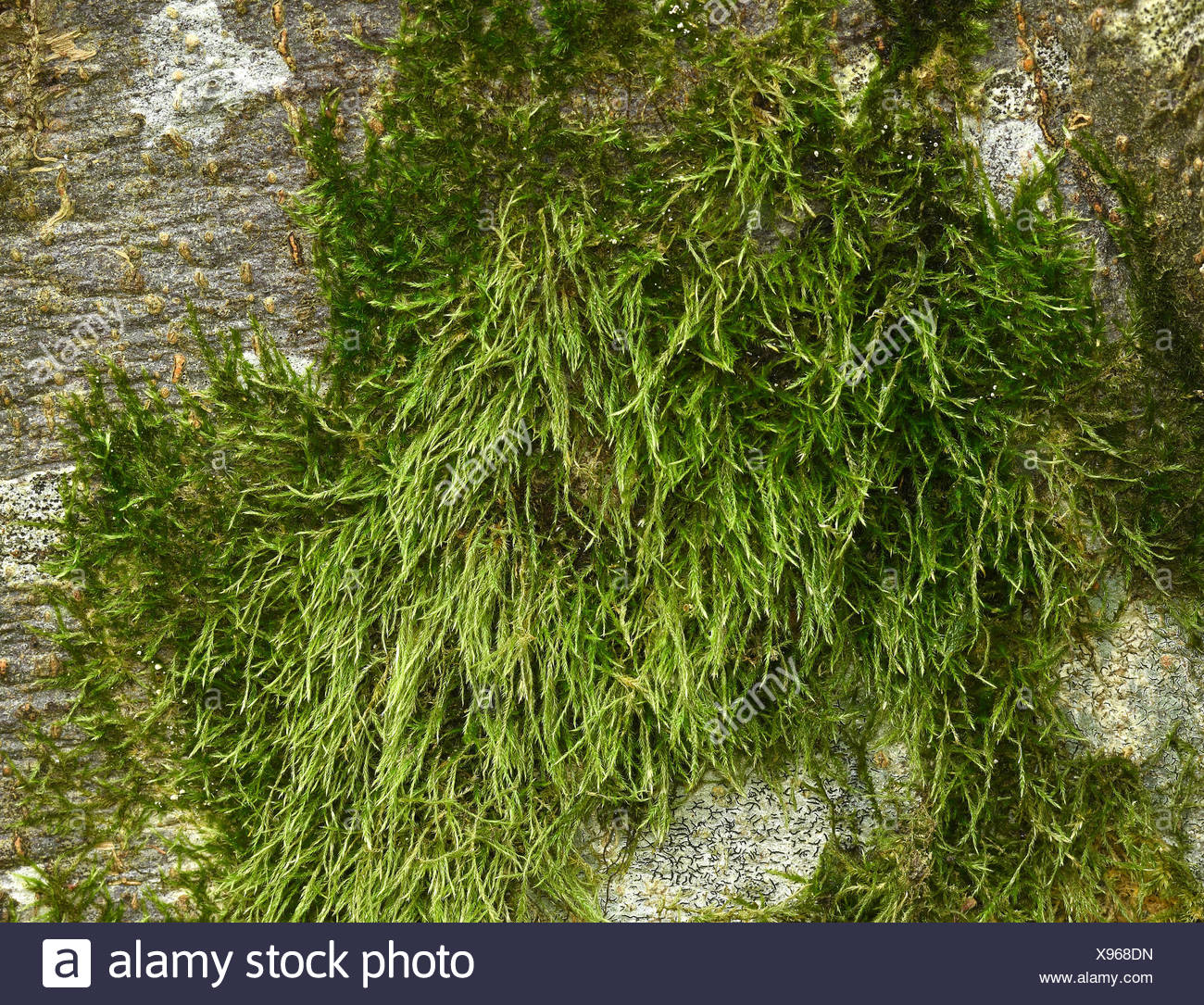 Hypnum Moss Hypnum High Resolution Stock Photography and Images - Alamy