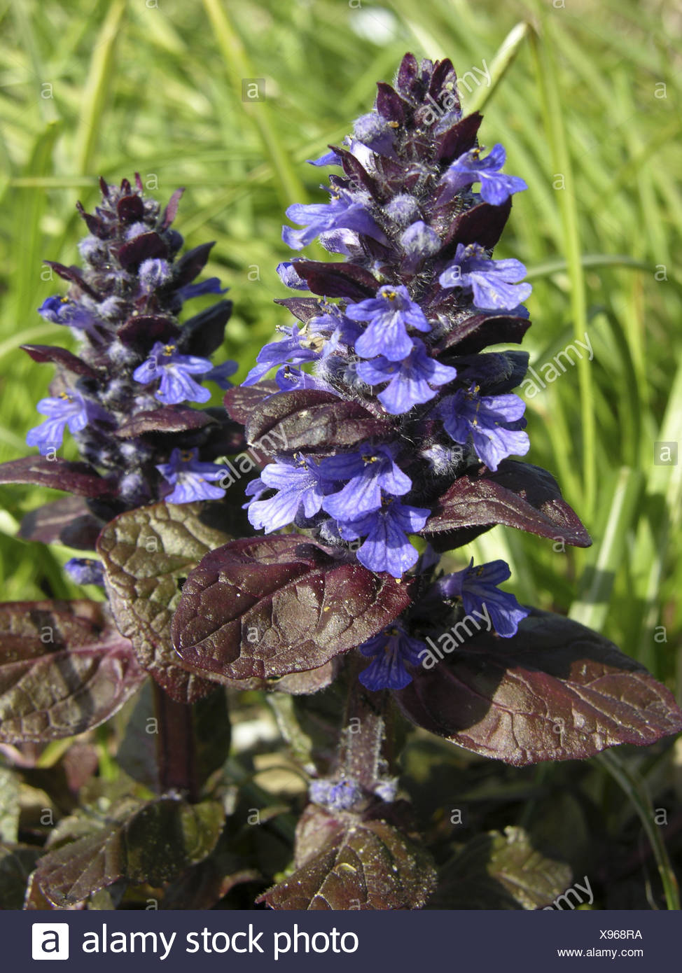 Creeping Bugleweed Ajuga Reptans Stock Photos & Creeping Bugleweed ...