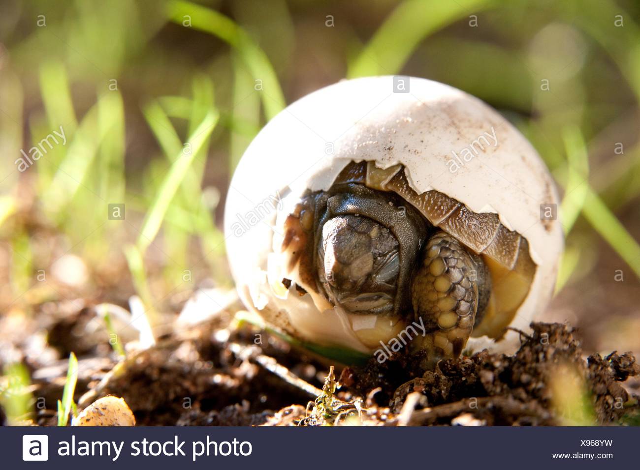 Tortoise Egg High Resolution Stock Photography and Images - Alamy