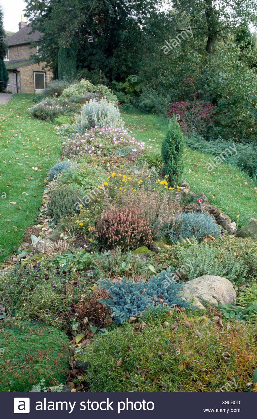 Border Conifers High Resolution Stock Photography and Images - Alamy