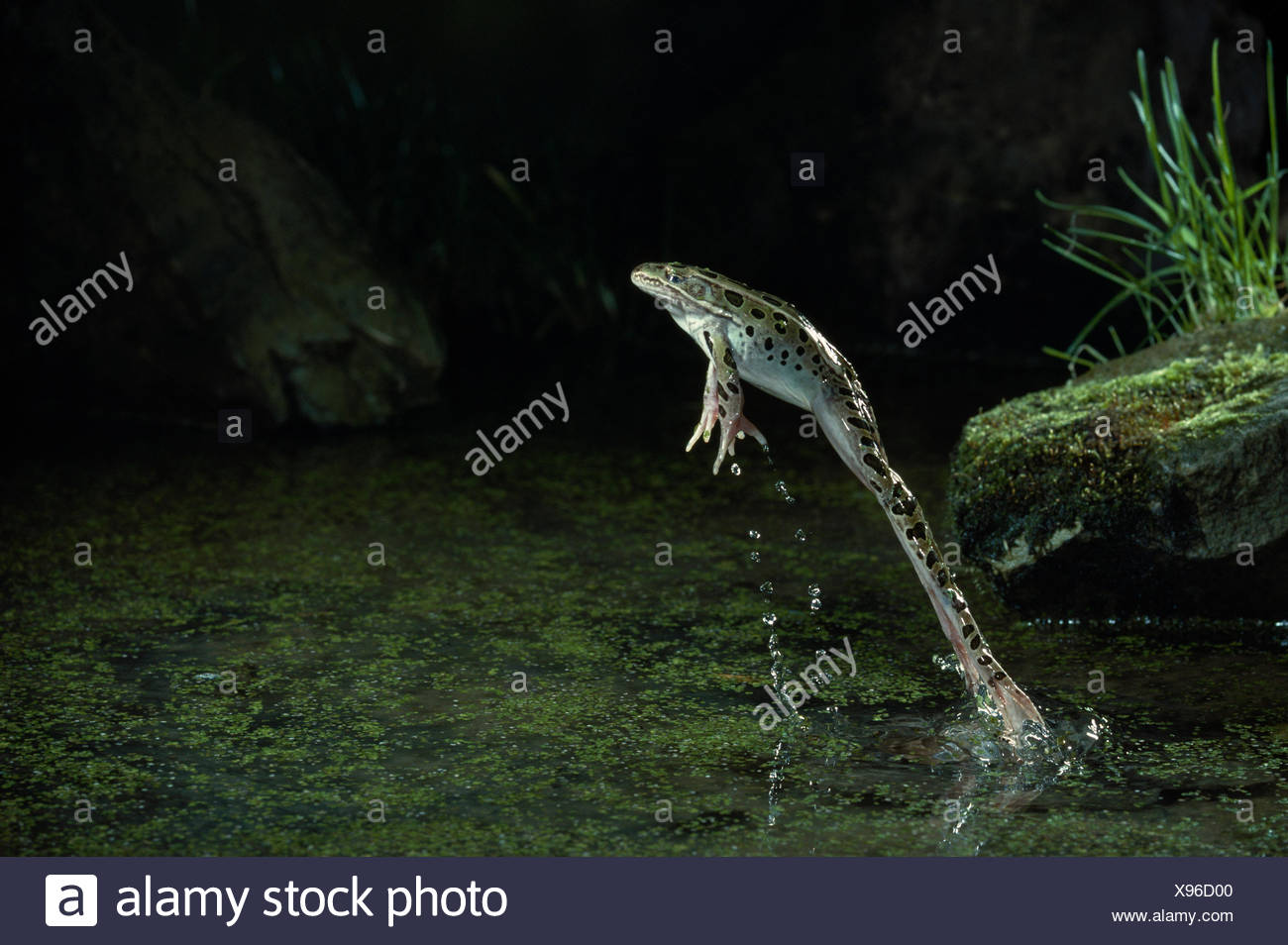 Frog Jumping In Water High Resolution Stock Photography and Images - Alamy