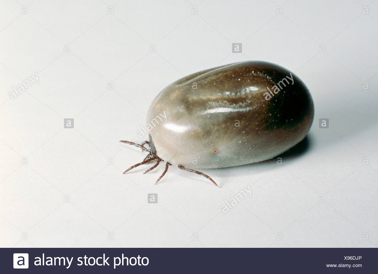 Engorged Tick Stock Photos & Engorged Tick Stock Images - Alamy