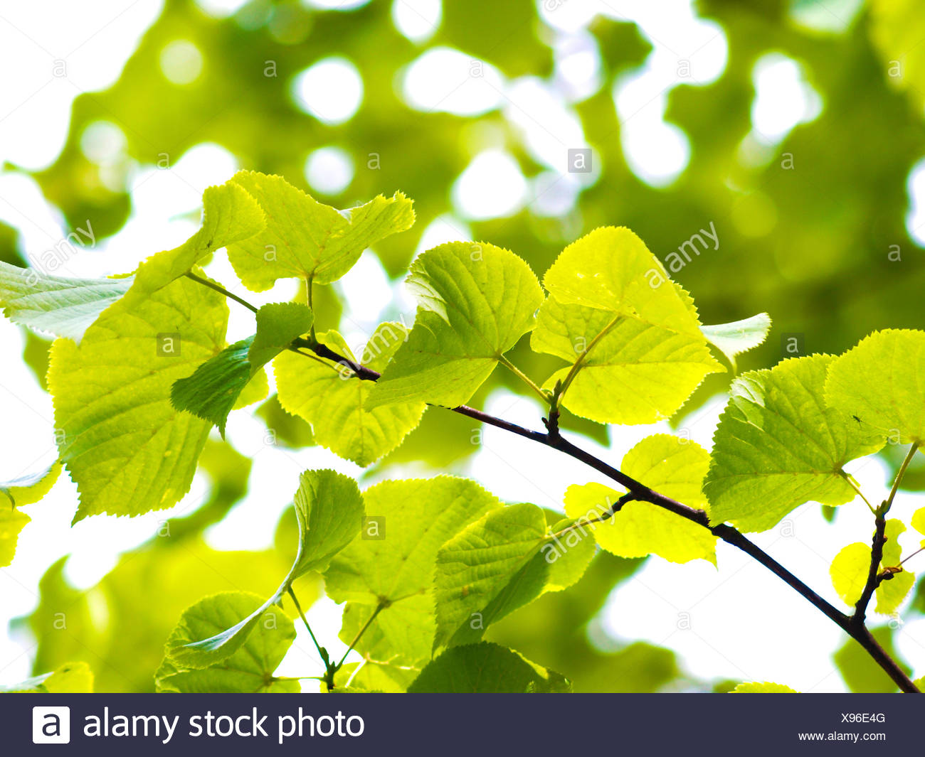 European Aspen Populus Tremula Leaves Stock Photos & European Aspen ...