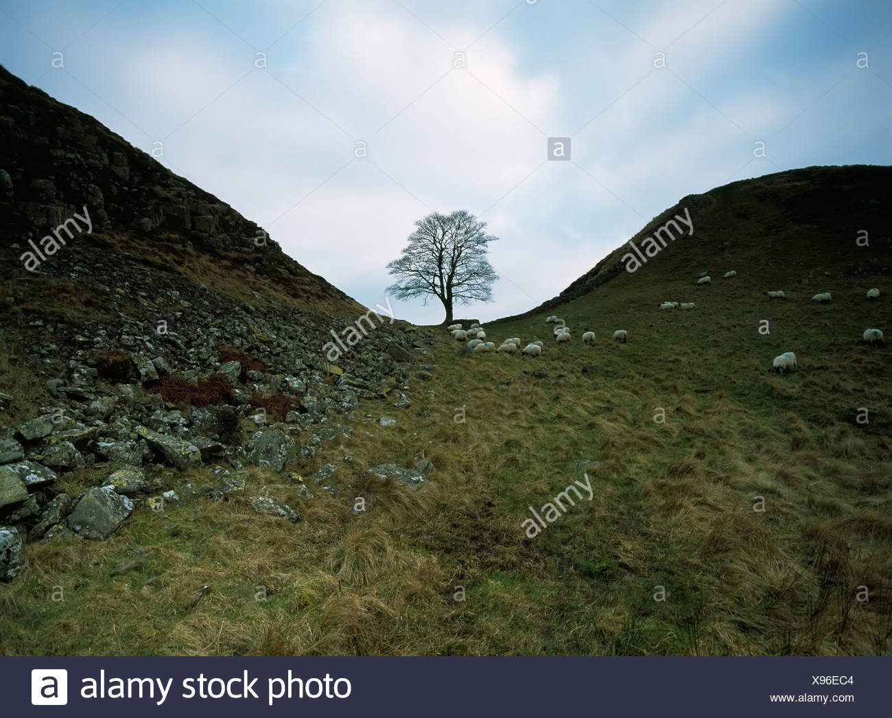 Single Tree On Hadrians Wall High Resolution Stock Photography and ...