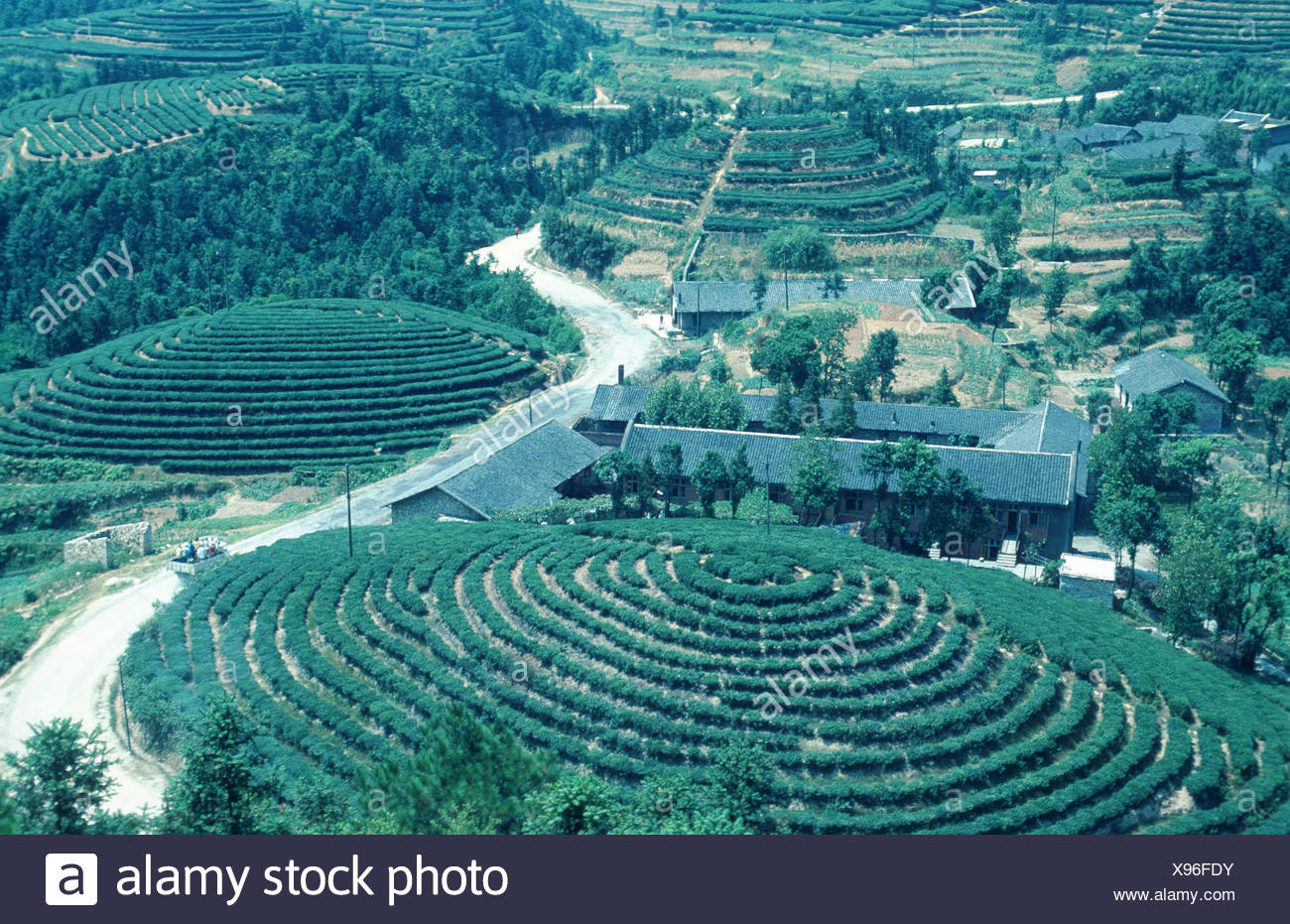 Tea Fields China Stock Photos & Tea Fields China Stock Images - Alamy