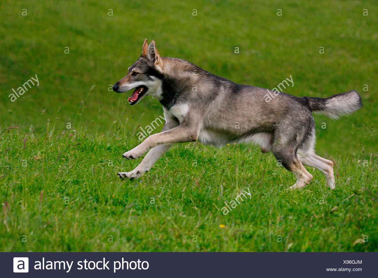 Saarloos Wolf Dogs High Resolution Stock Photography and Images - Alamy