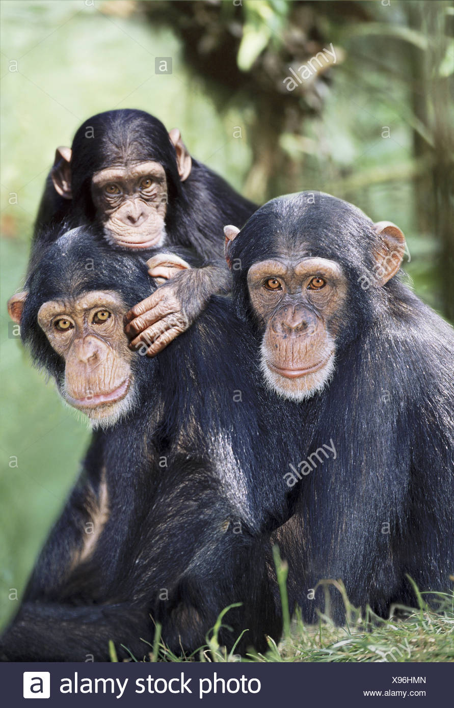 Family Of Primates High Resolution Stock Photography and Images - Alamy