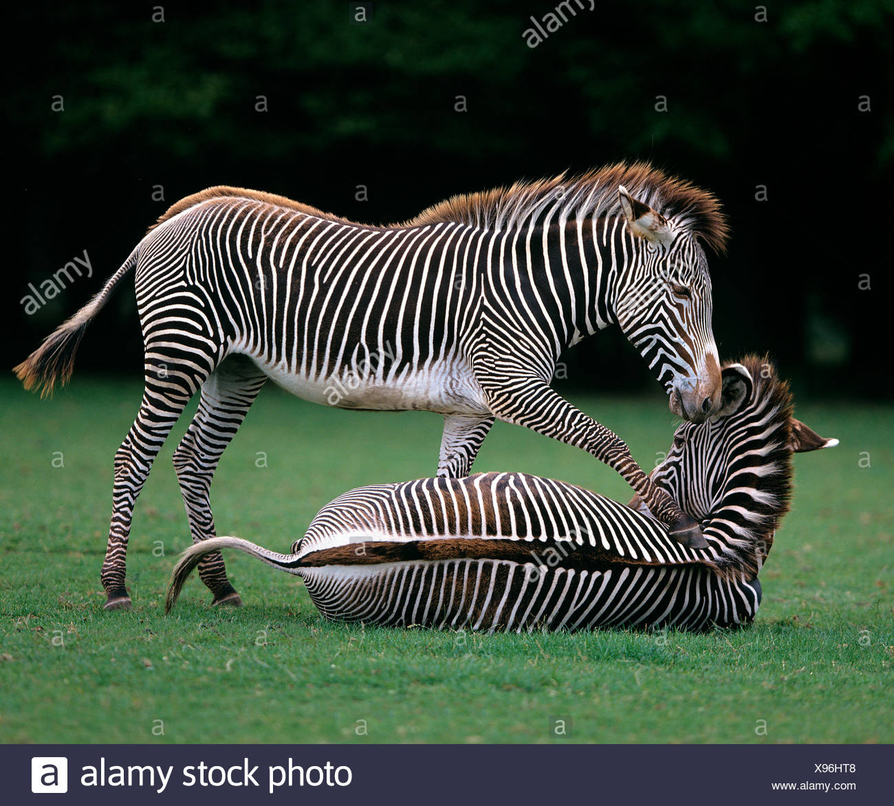 Zebra Mate Stock Photos & Zebra Mate Stock Images - Alamy