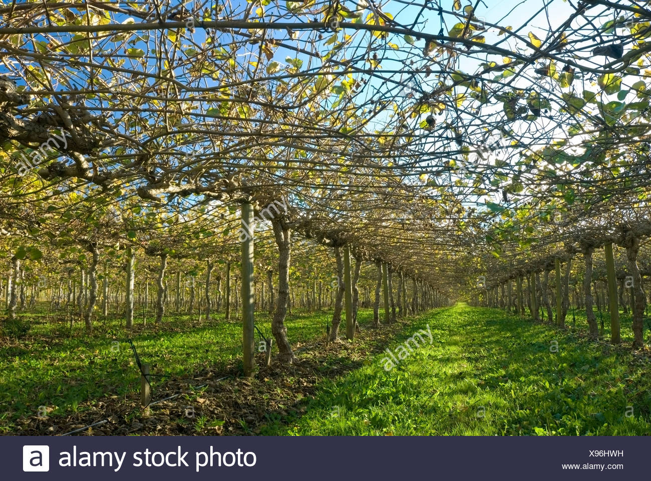 Kiwi Farms High Resolution Stock Photography and Images - Alamy