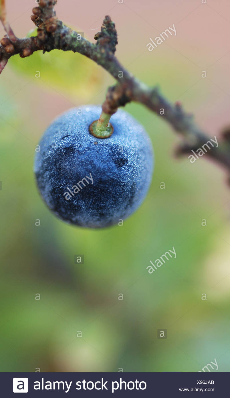 Berry Tree High Resolution Stock Photography and Images - Alamy