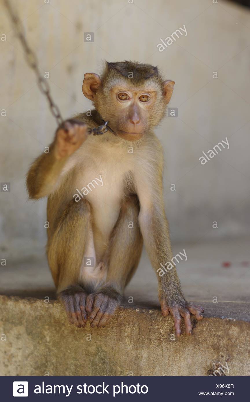 Chained Monkey High Resolution Stock Photography and Images - Alamy