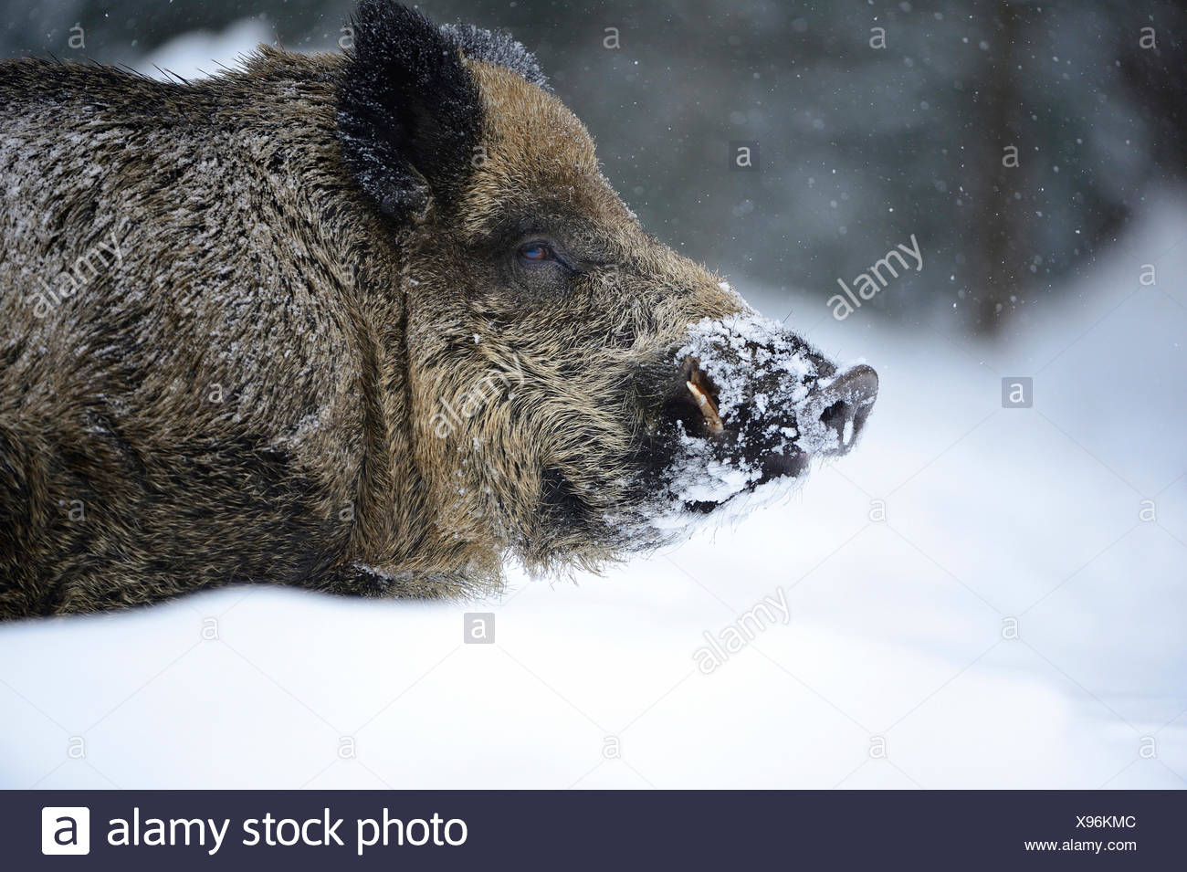 Black Boars High Resolution Stock Photography and Images - Alamy