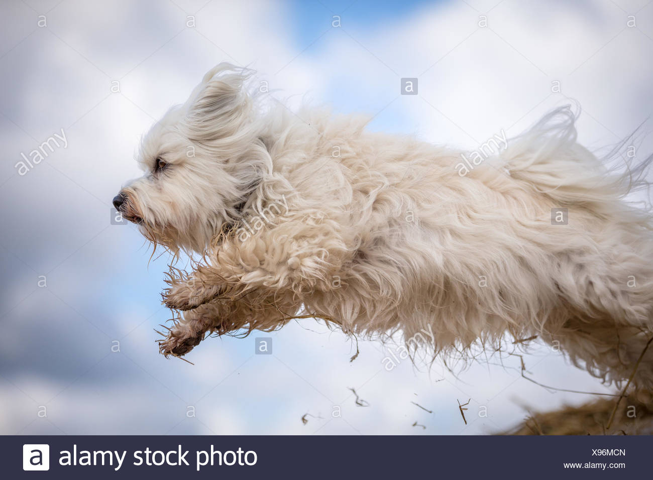 Jumping Dog Stock Photos & Jumping Dog Stock Images - Alamy