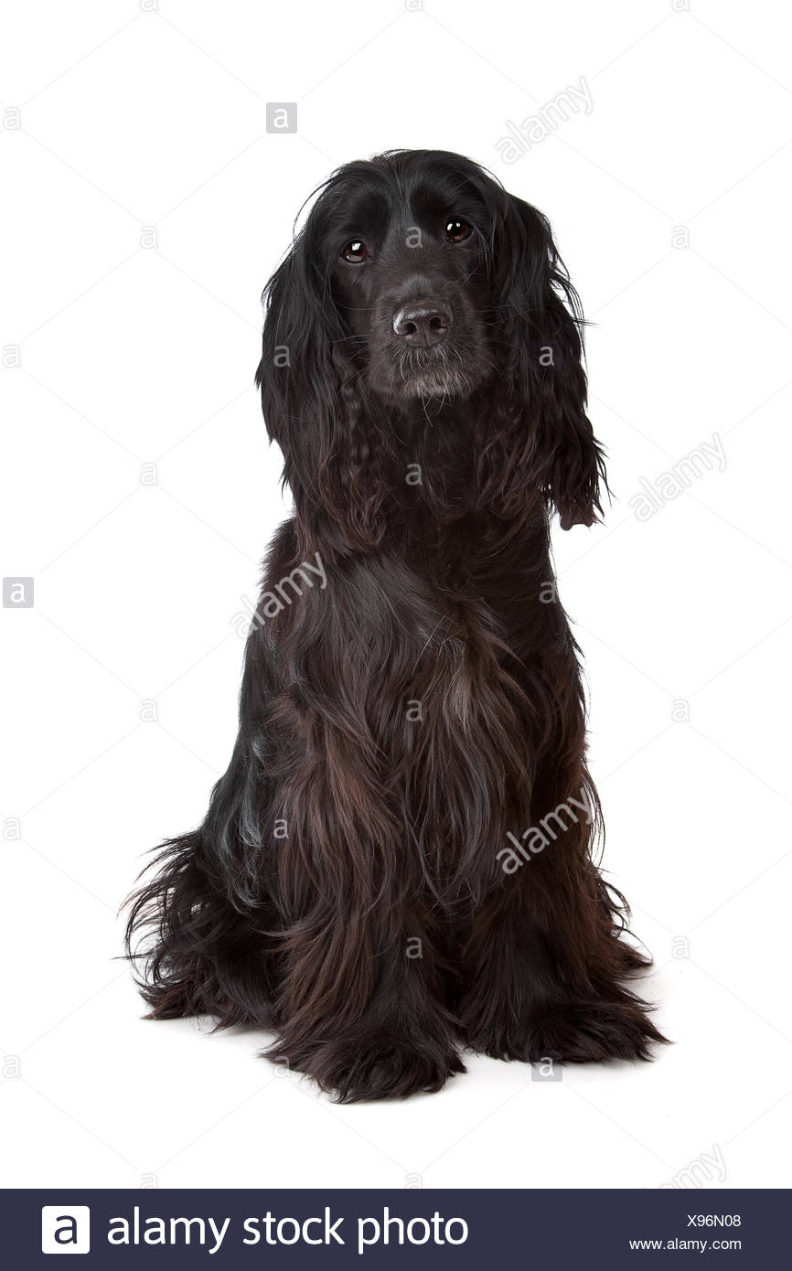 Black Cocker Spaniel High Resolution Stock Photography and Images - Alamy
