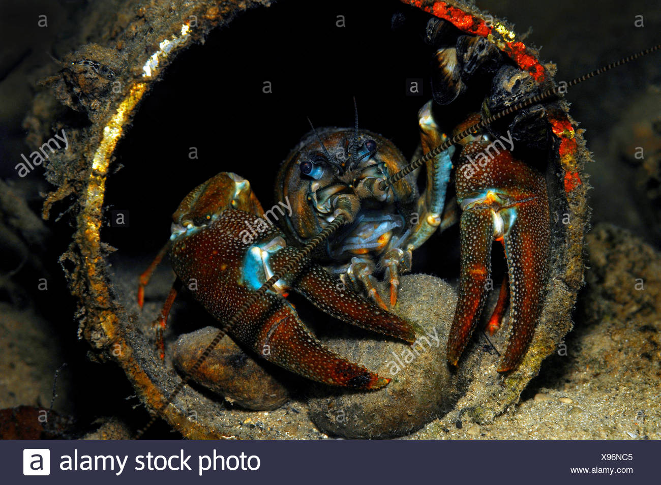 Edelkrebs High Resolution Stock Photography and Images - Alamy